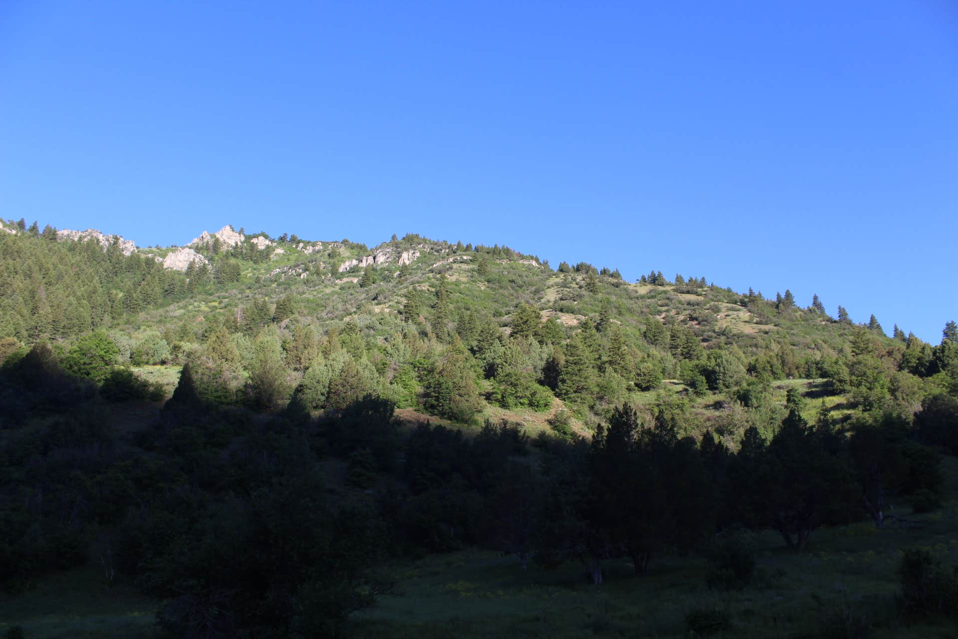 Left Hand Fork - Dispersed Site Camping | Providence, UT