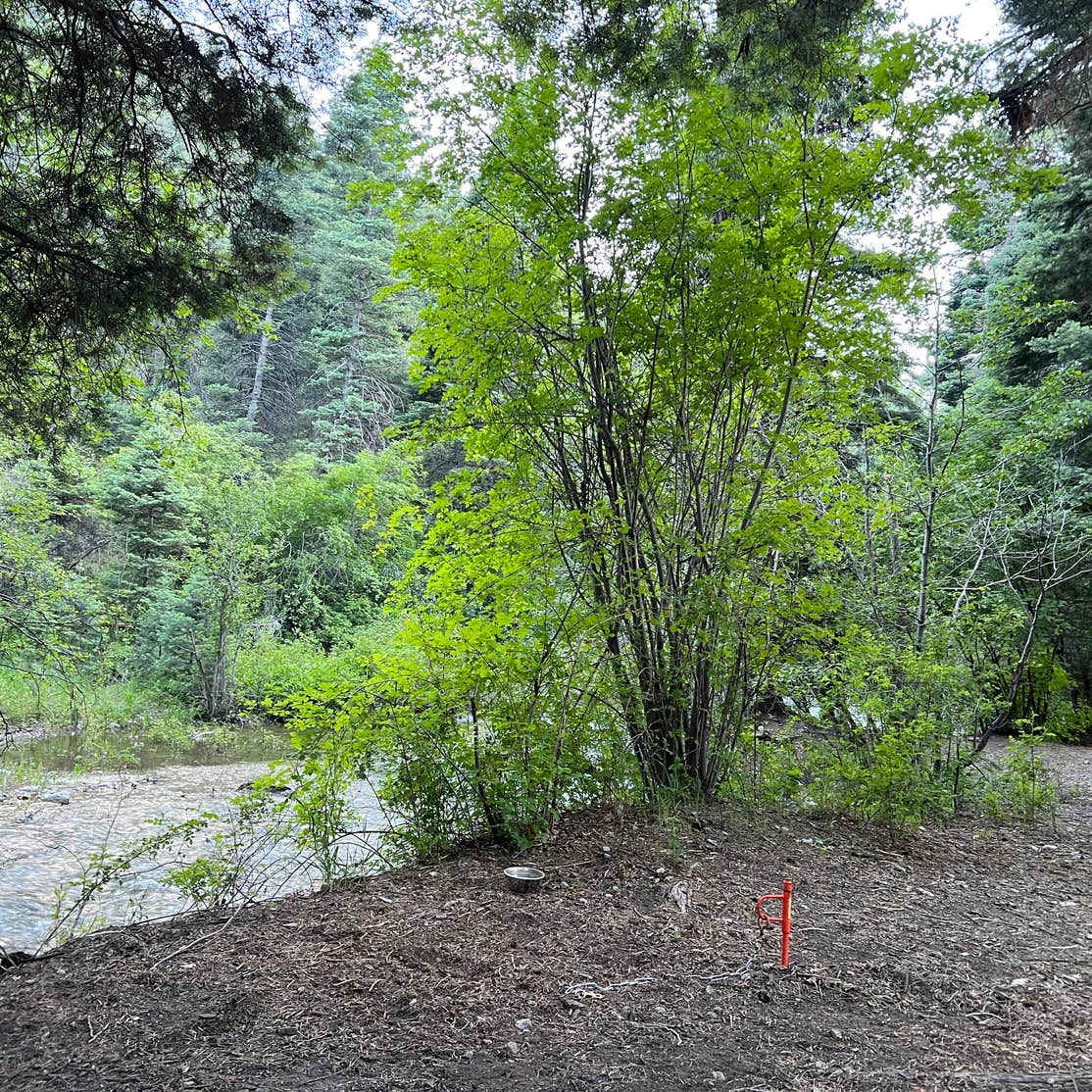 Cuchilla Campground | Taos Ski Valley, New Mexico