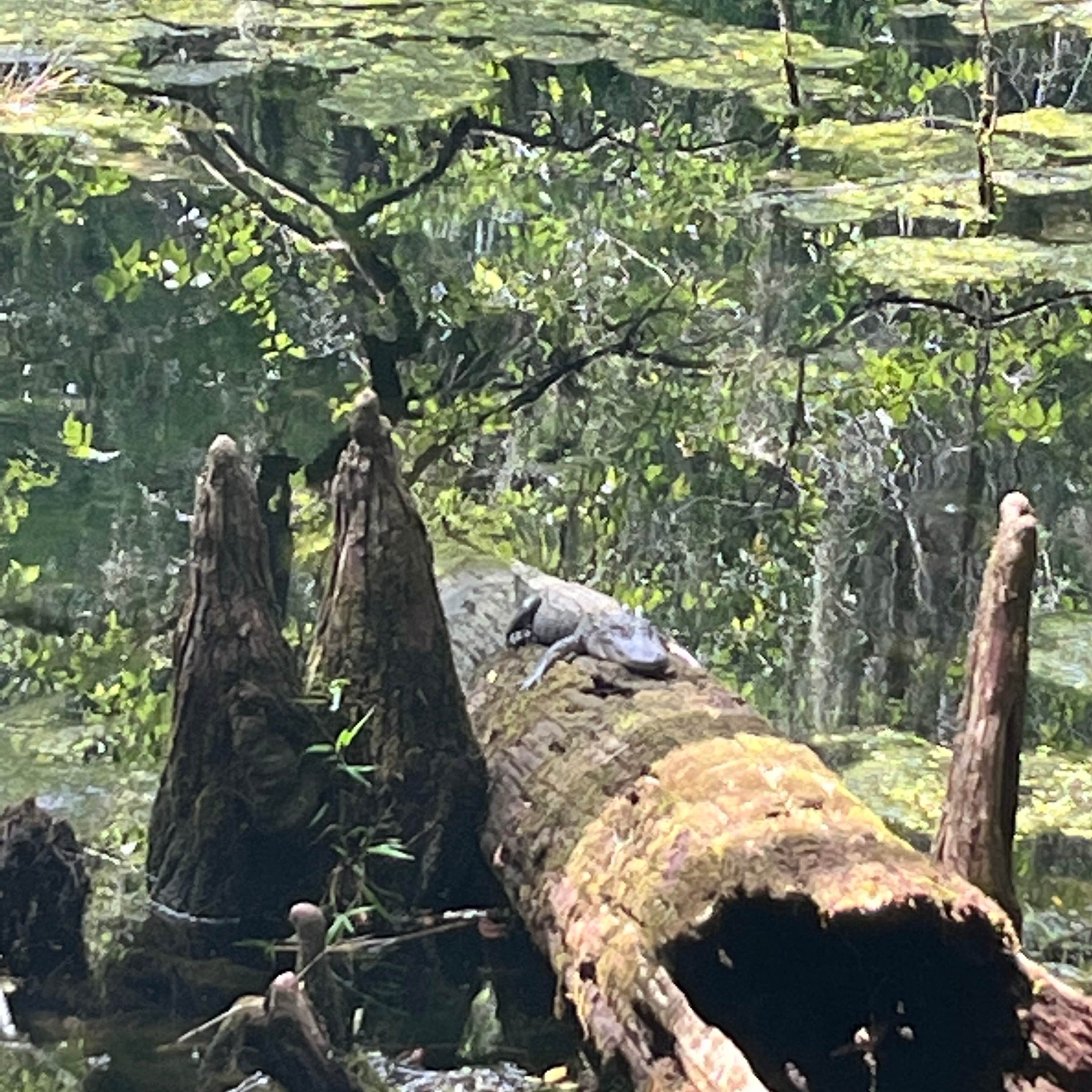 Manatee Springs State Park Campground | Chiefland, FL