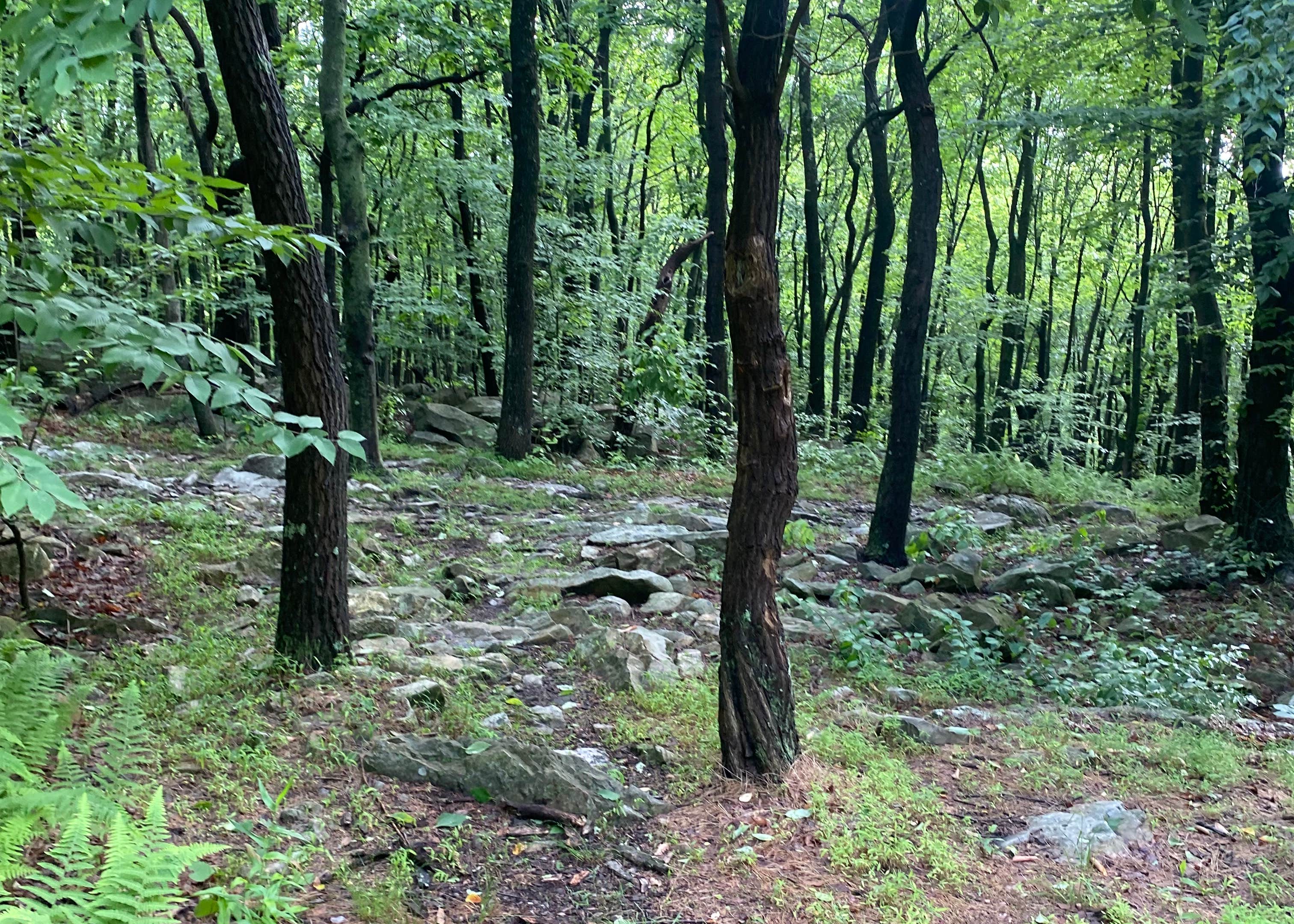 Lehigh Gap Woodpecker Trailhead Primitive Campground Camping | The Dyrt