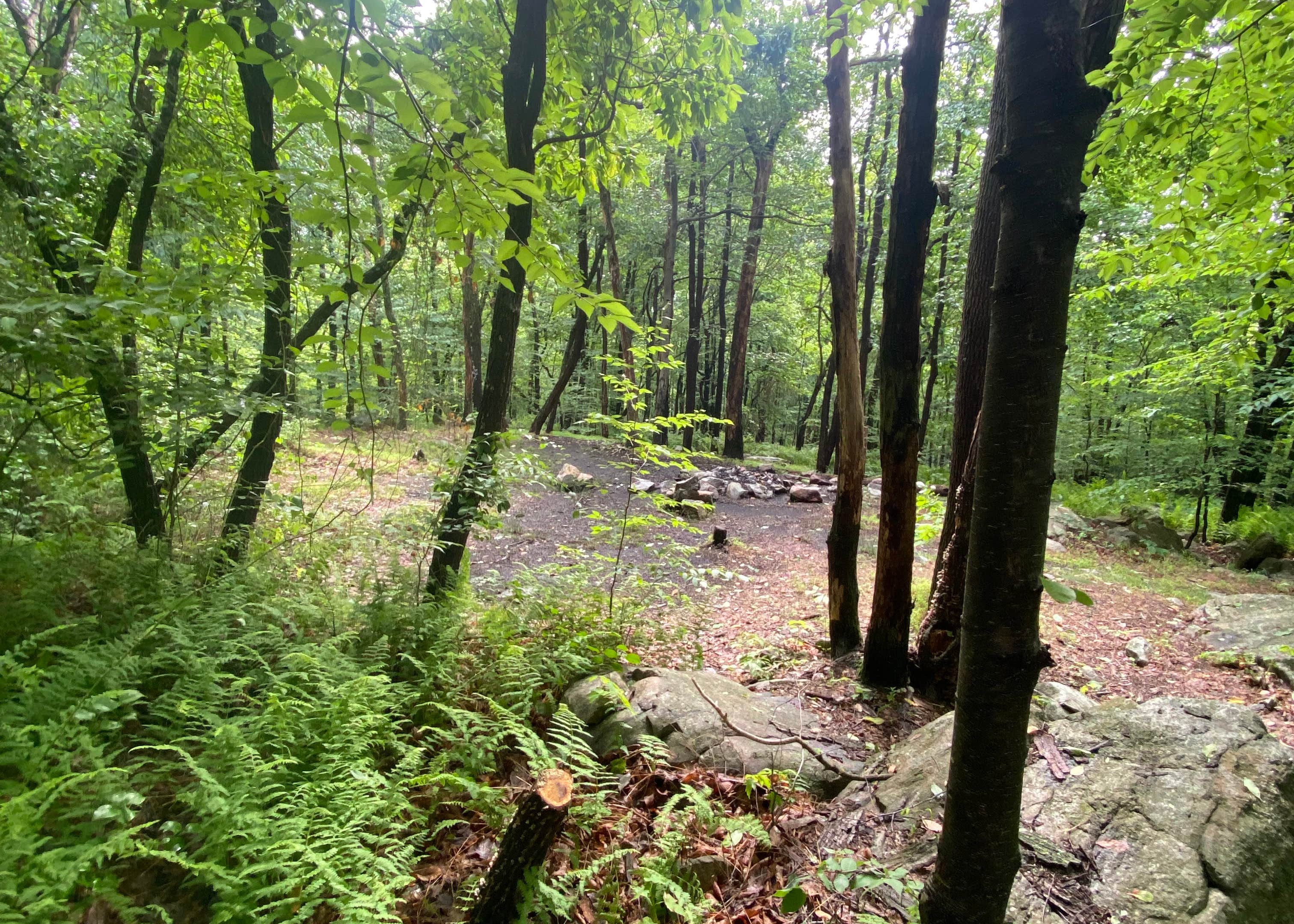 Lehigh Gap AT primitive campsite (group) Camping | The Dyrt