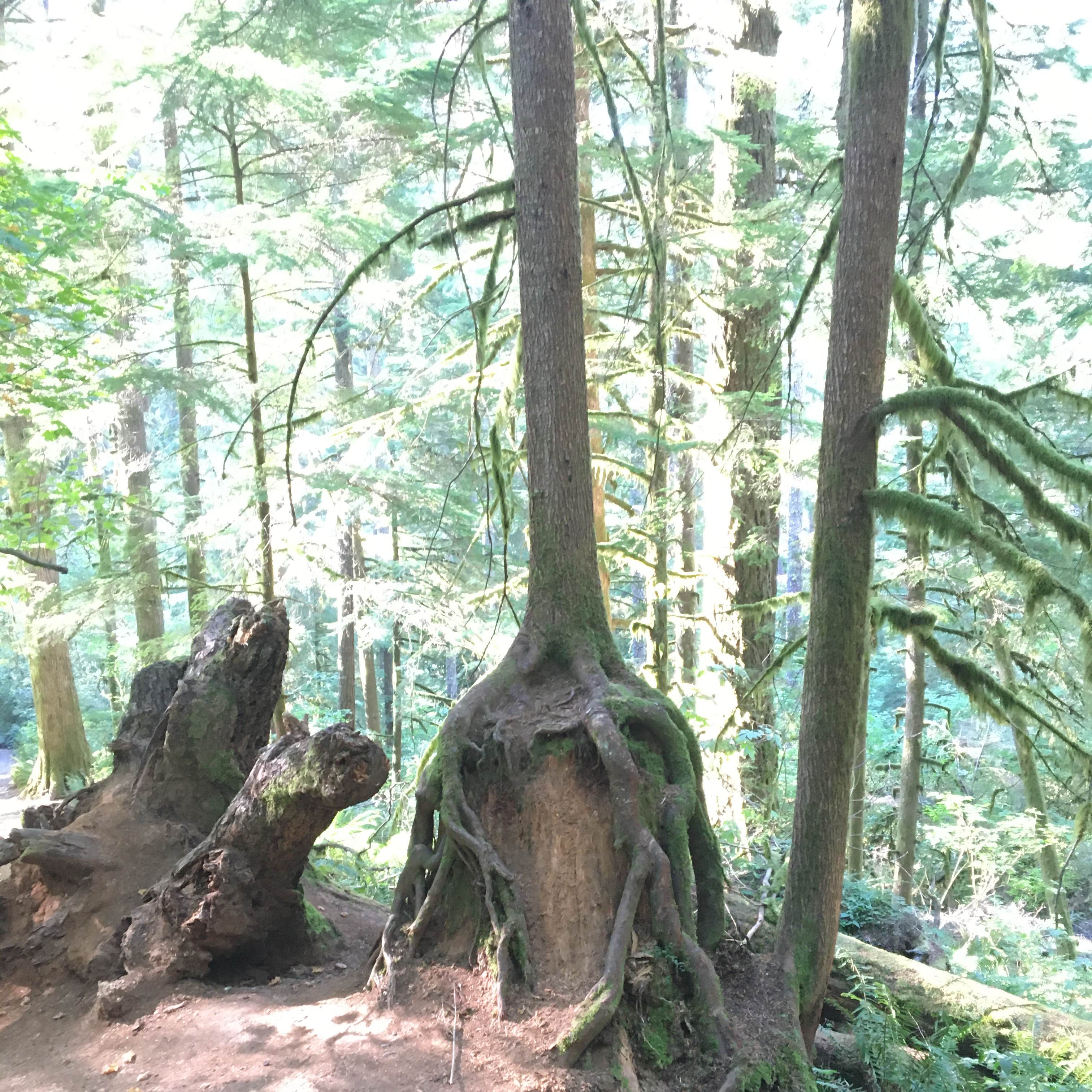 Smith Creek Village — Silver Falls State Park Camping | Mehama, Oregon