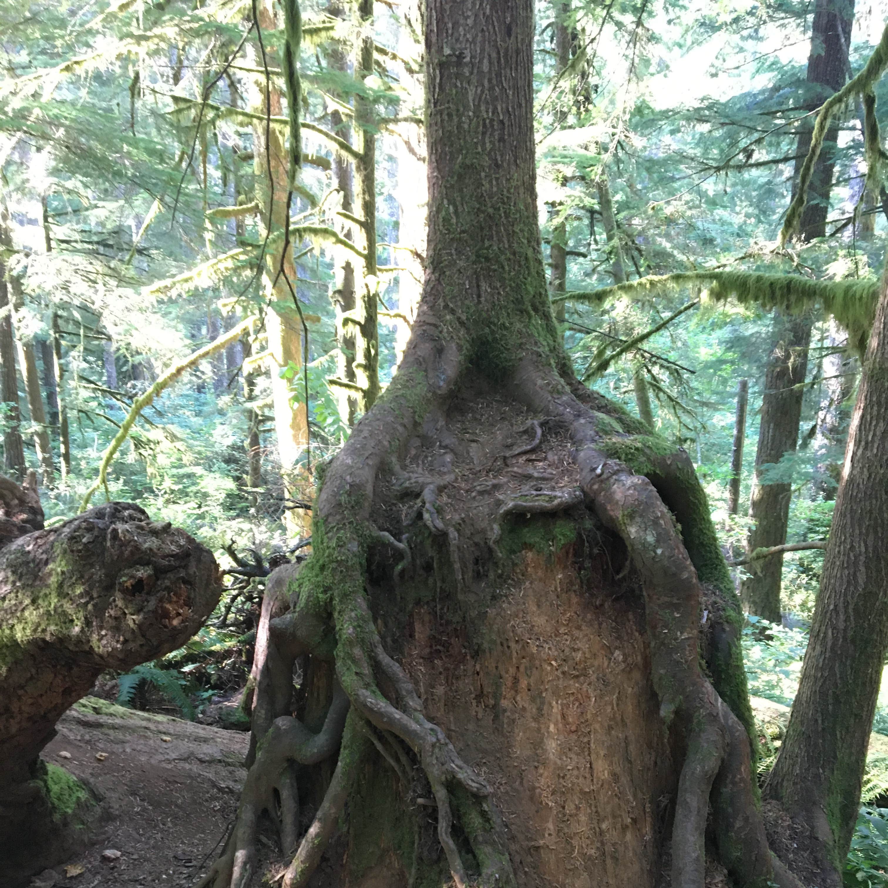 Smith Creek Village — Silver Falls State Park Camping | Mehama, Oregon