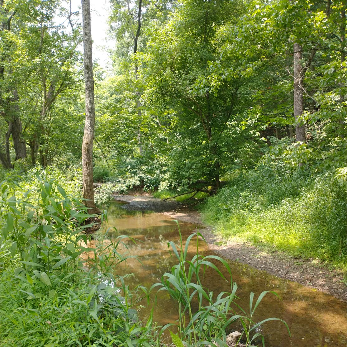 Moxley Branch Campground — Beech Fork State Park | Beech Fork Lake, WV
