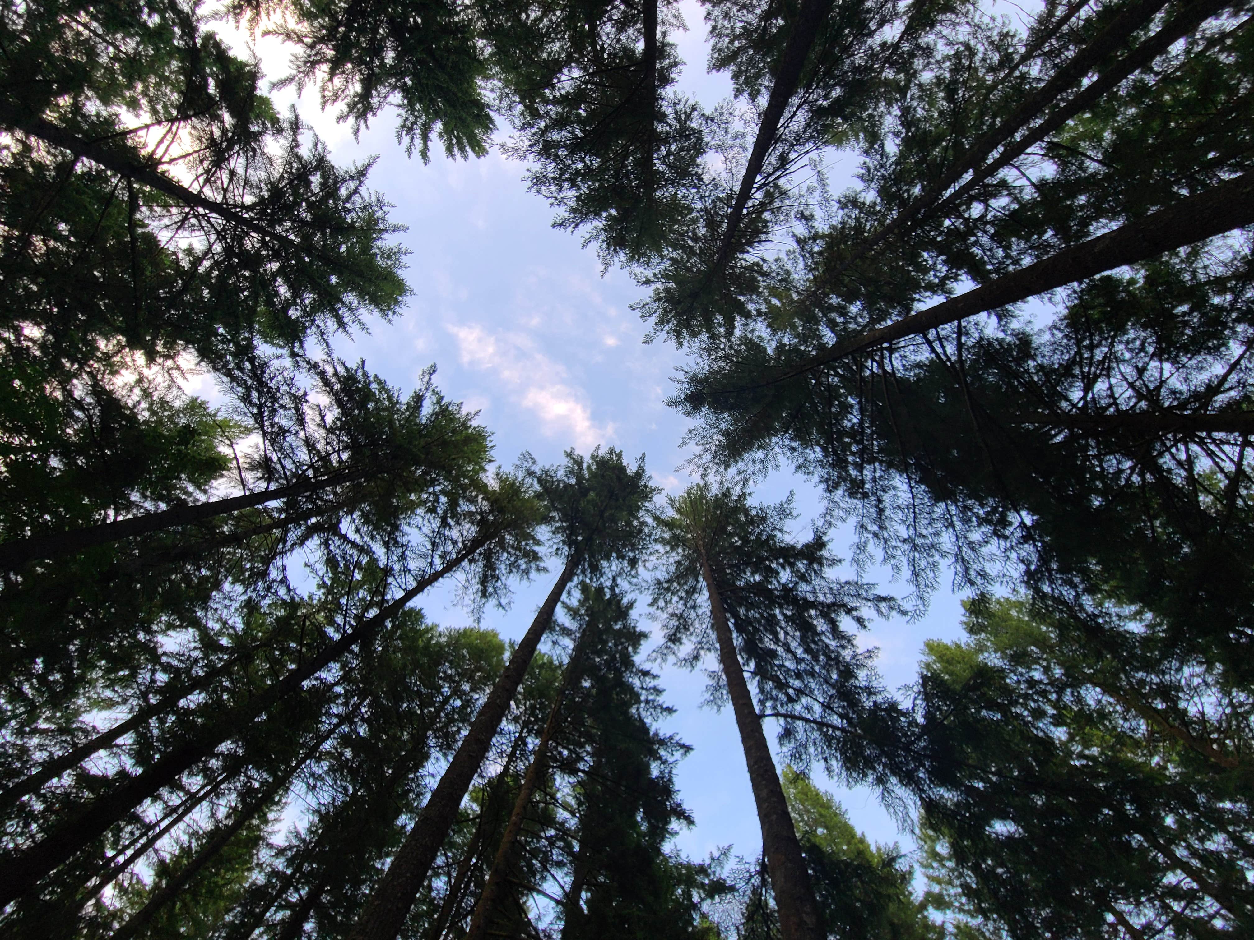 Beaver Bay Campground | Cougar, Washington