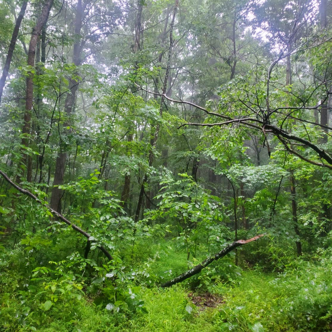 Berry Ridge Road - Dispersed Camping Camping | The Dyrt