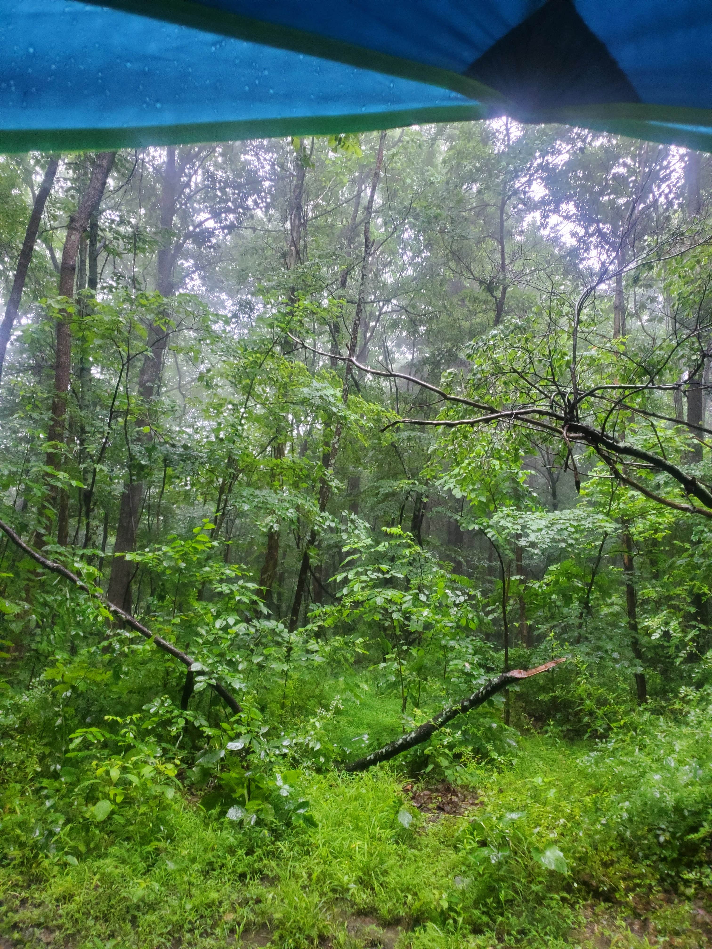 Berry Ridge Road - Dispersed Camping | Freetown, IN