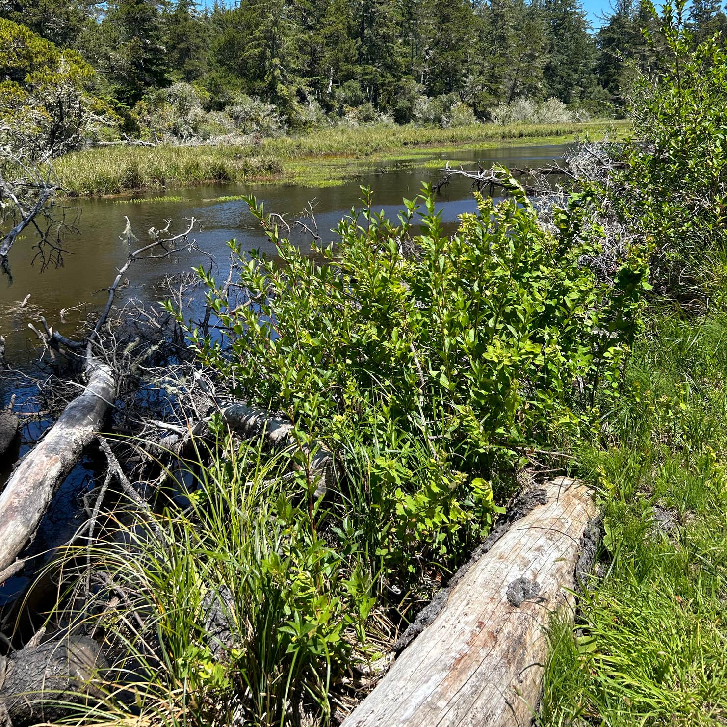 Lagoon Campground | Florence, OR