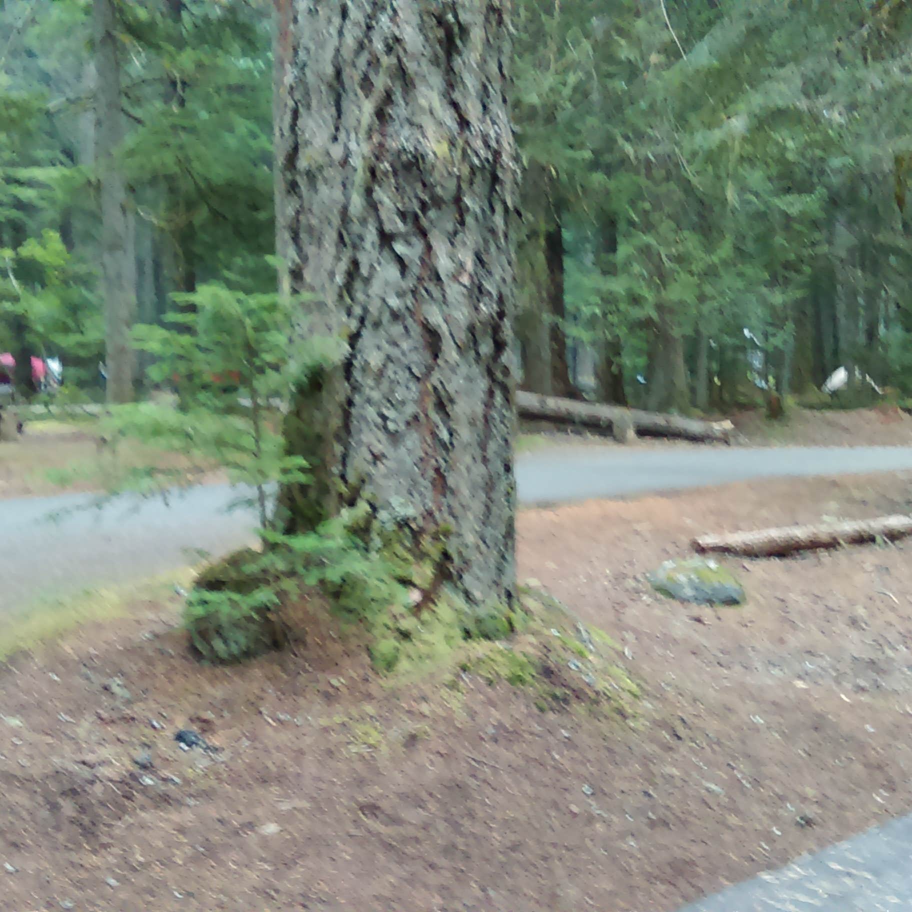 Silver Springs Campground Camping | The Dyrt