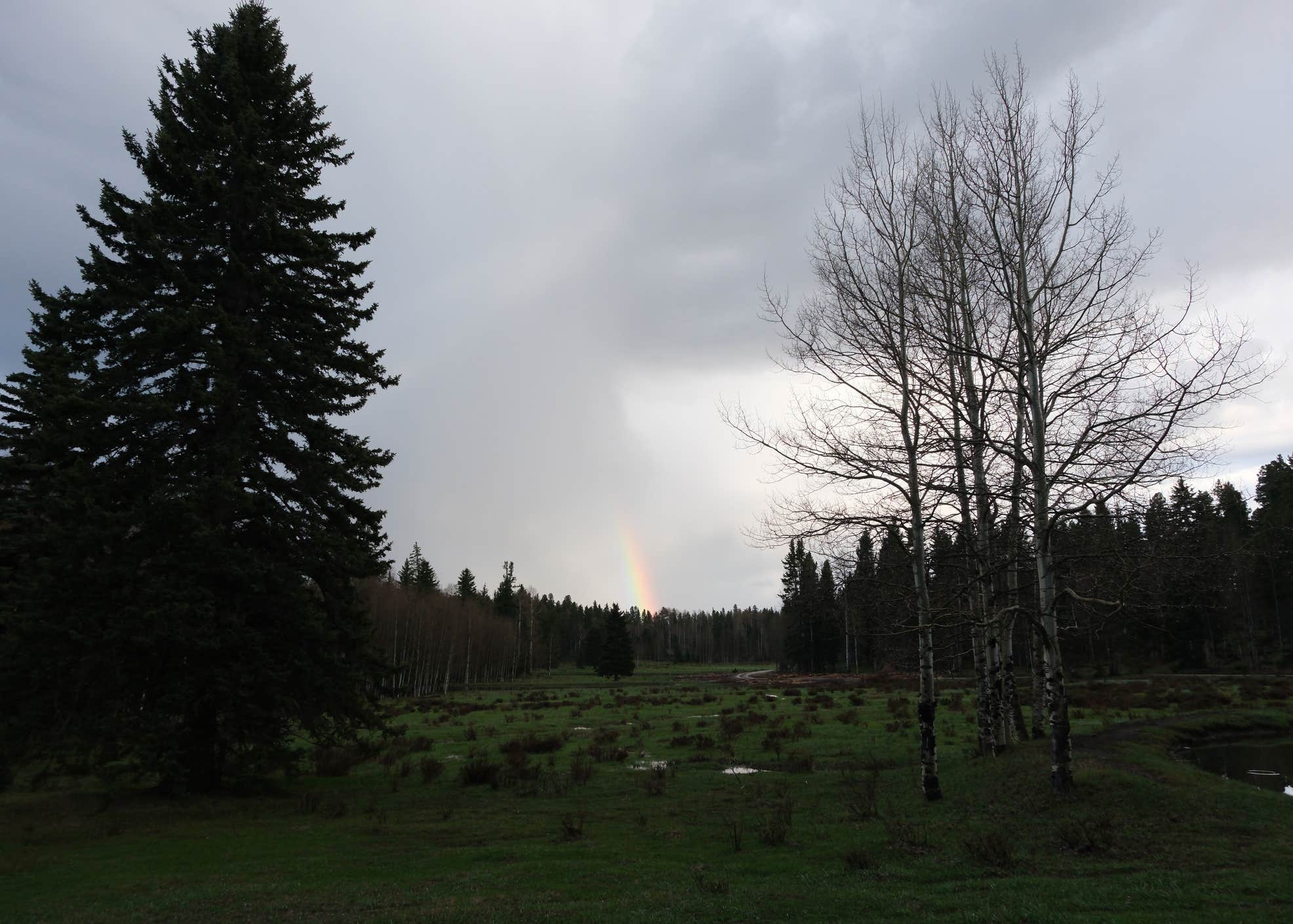 Rio Fernando de Taos - Forest Rd 5 Camping | The Dyrt