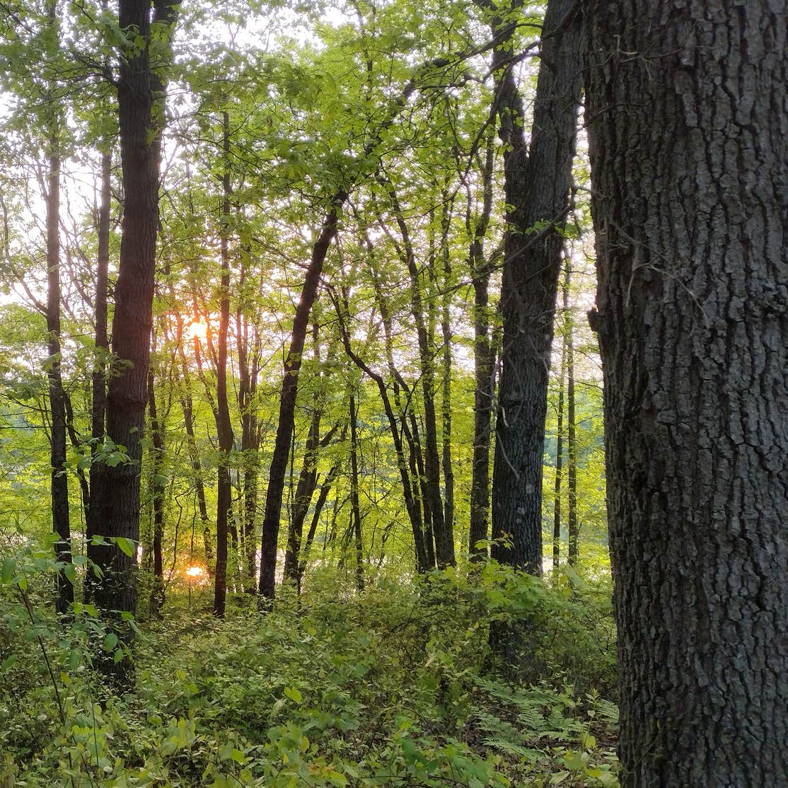 Ely Lake Campground Camping | The Dyrt