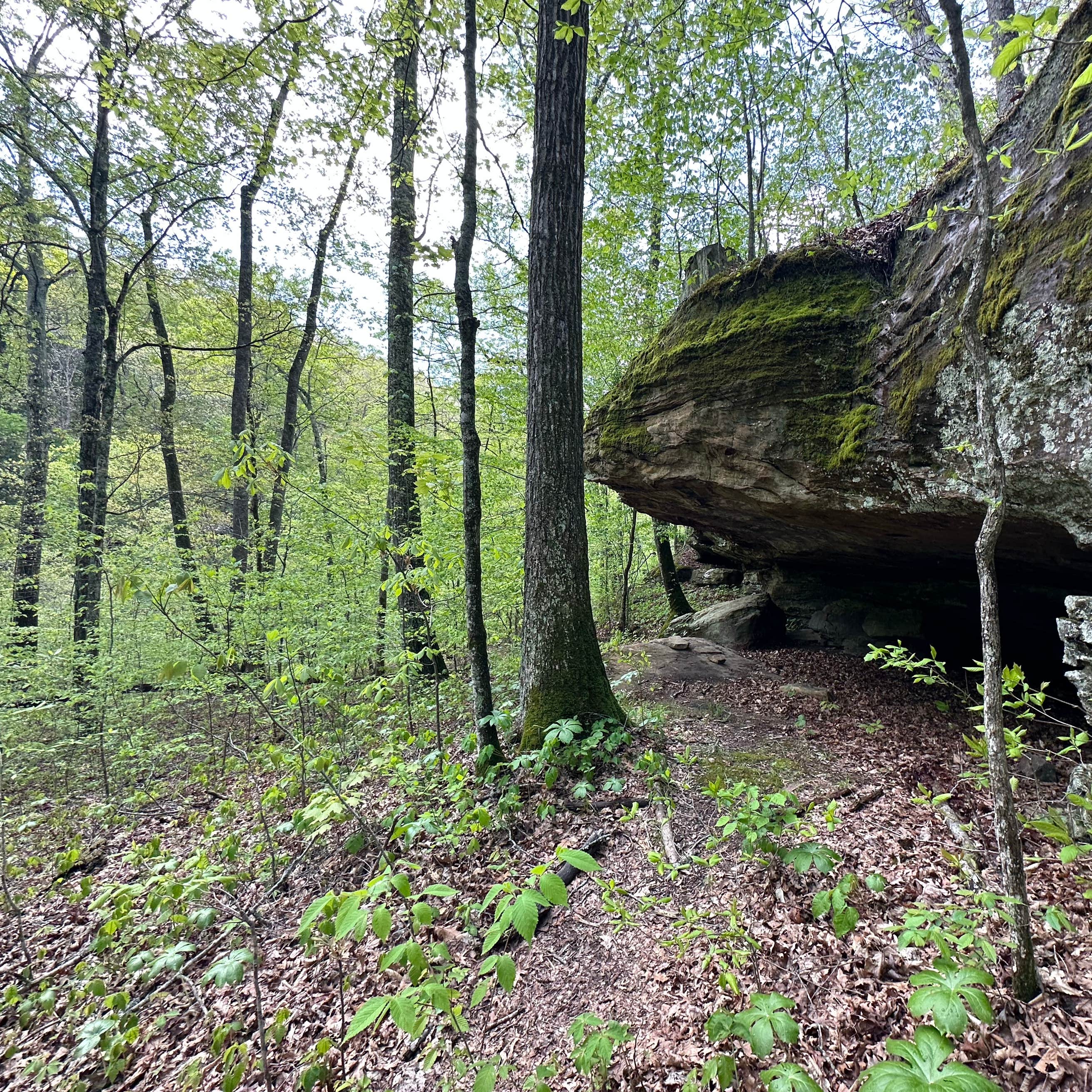 Redbud Campground at Bell Smith Springs | Ozark, IL