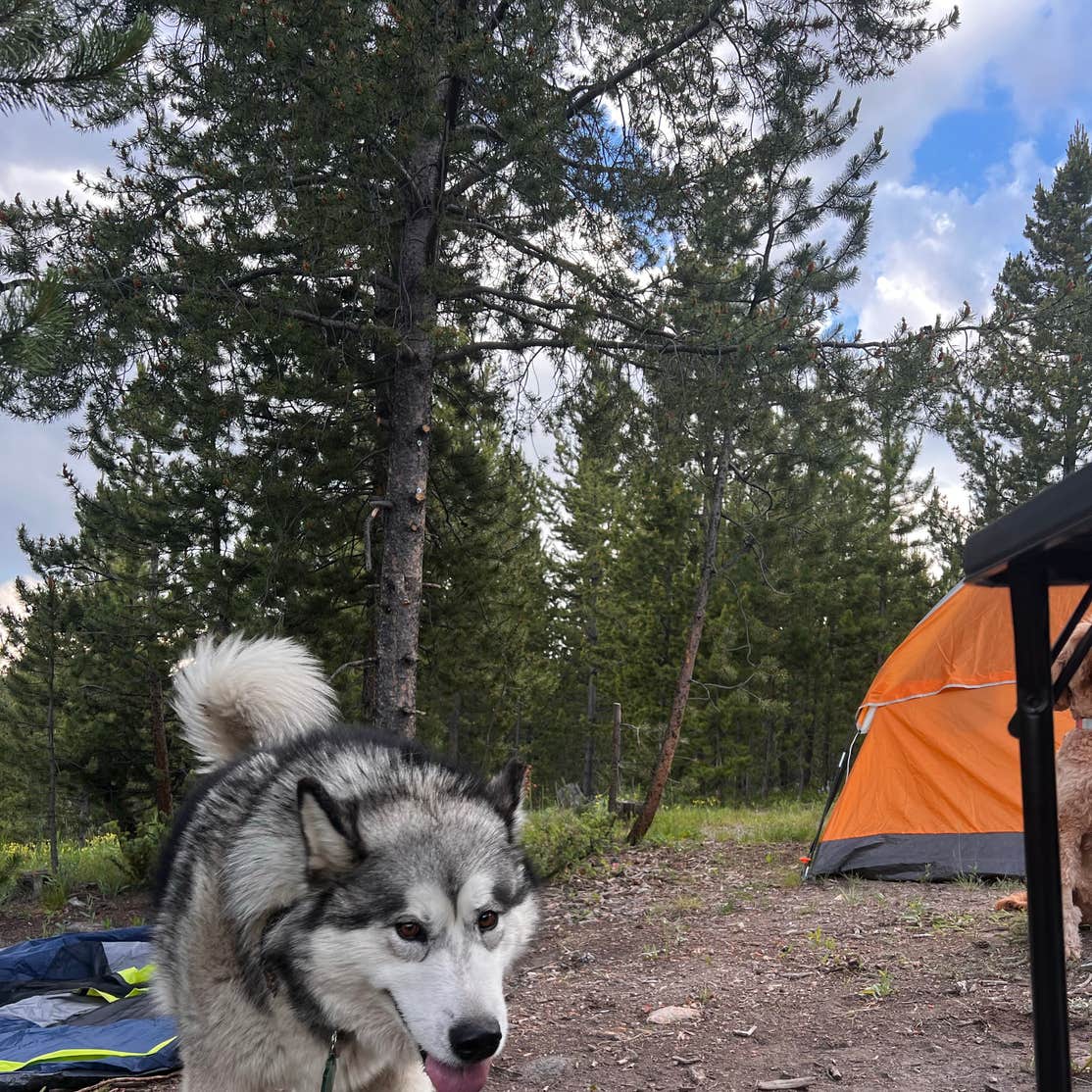 Stillwater Pass Dispersed Campsite | Grand Lake, CO