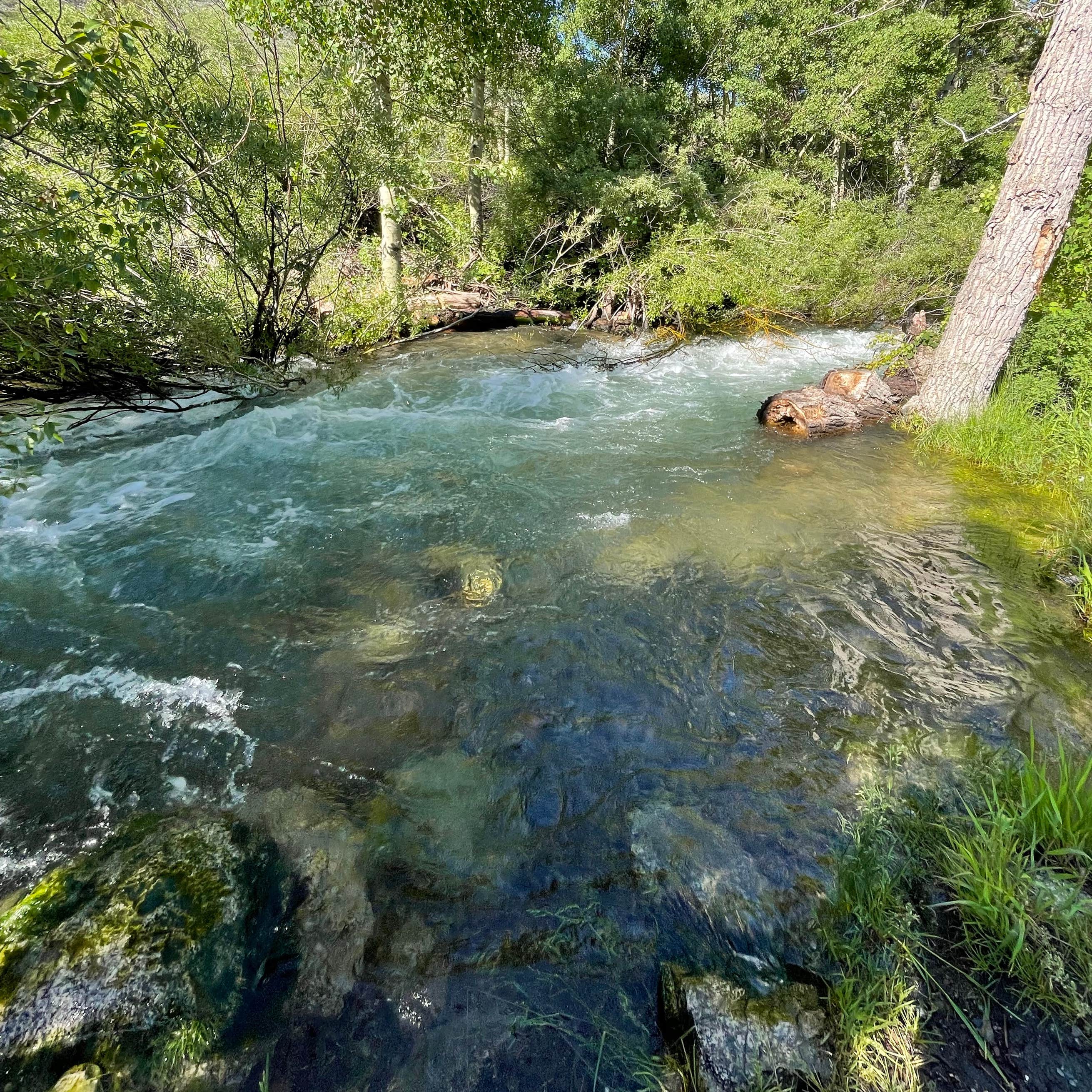 Lundy Canyon Campground | Mono City, California