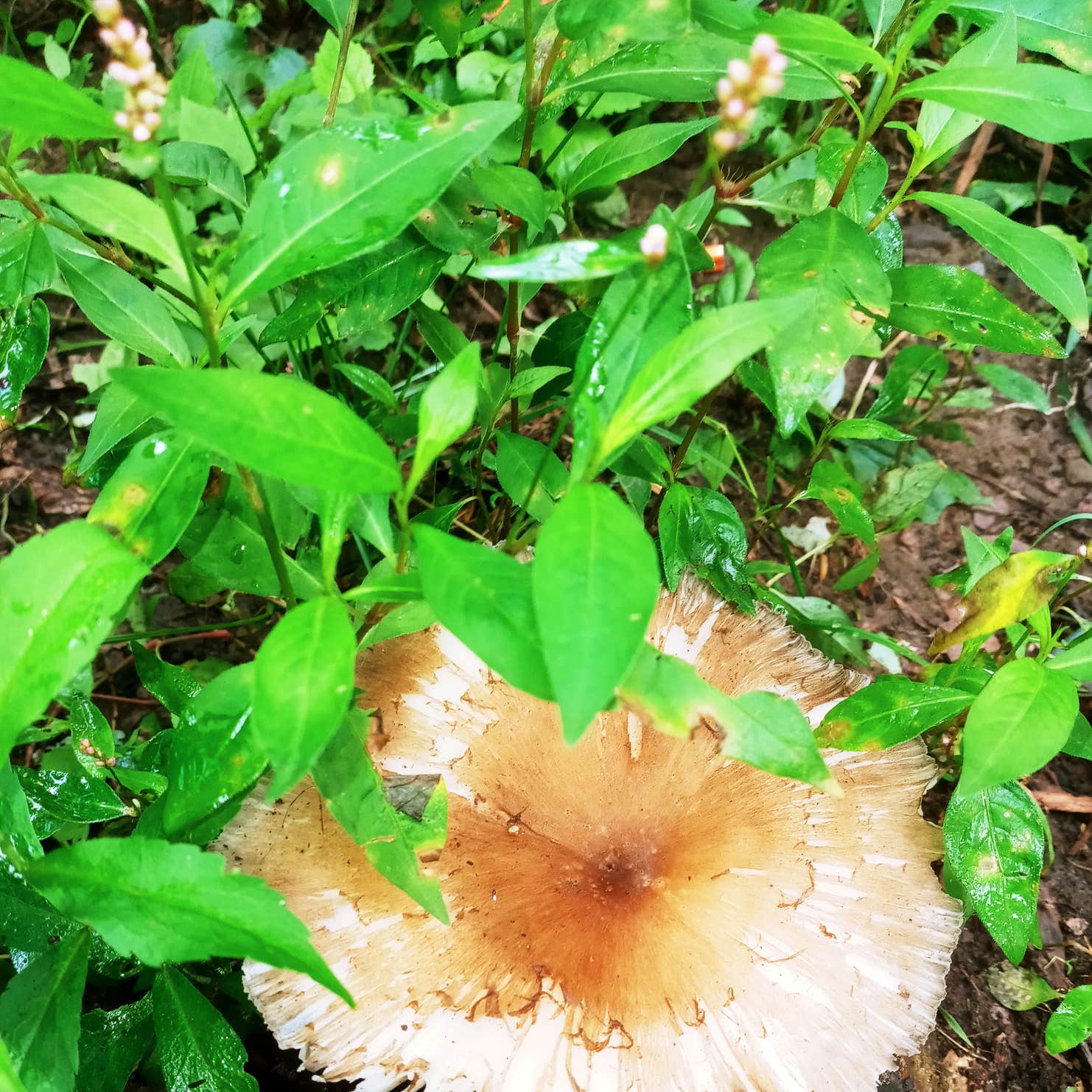 Moon Lake Recreation Area Campground — Pinchot State Forest | Hunlock ...