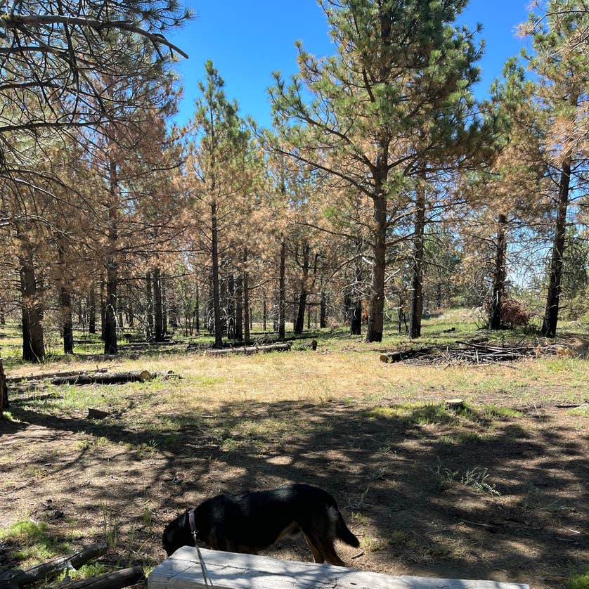 Kitchen Creek Road Camping | The Dyrt