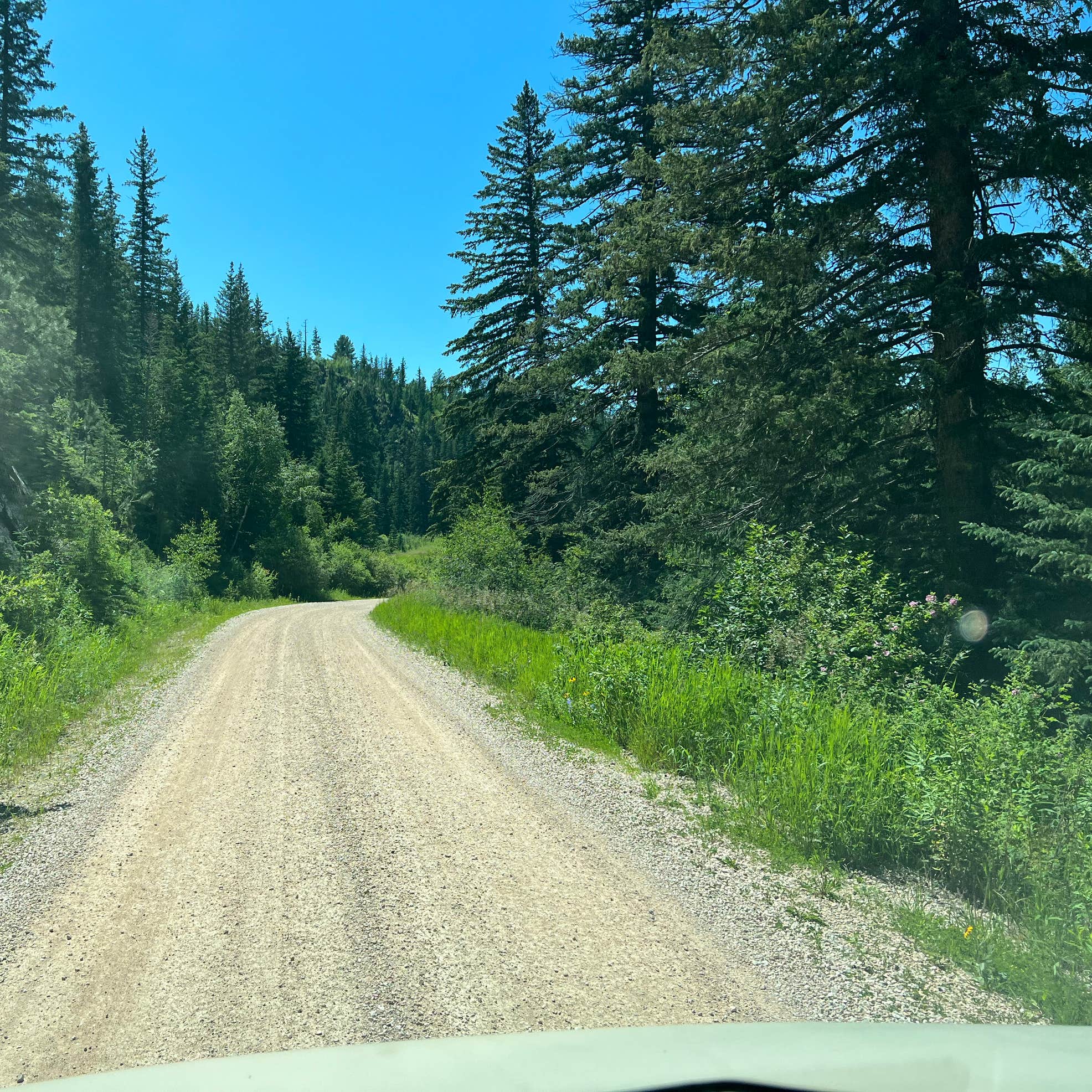 Spring Creek Road Camping | The Dyrt