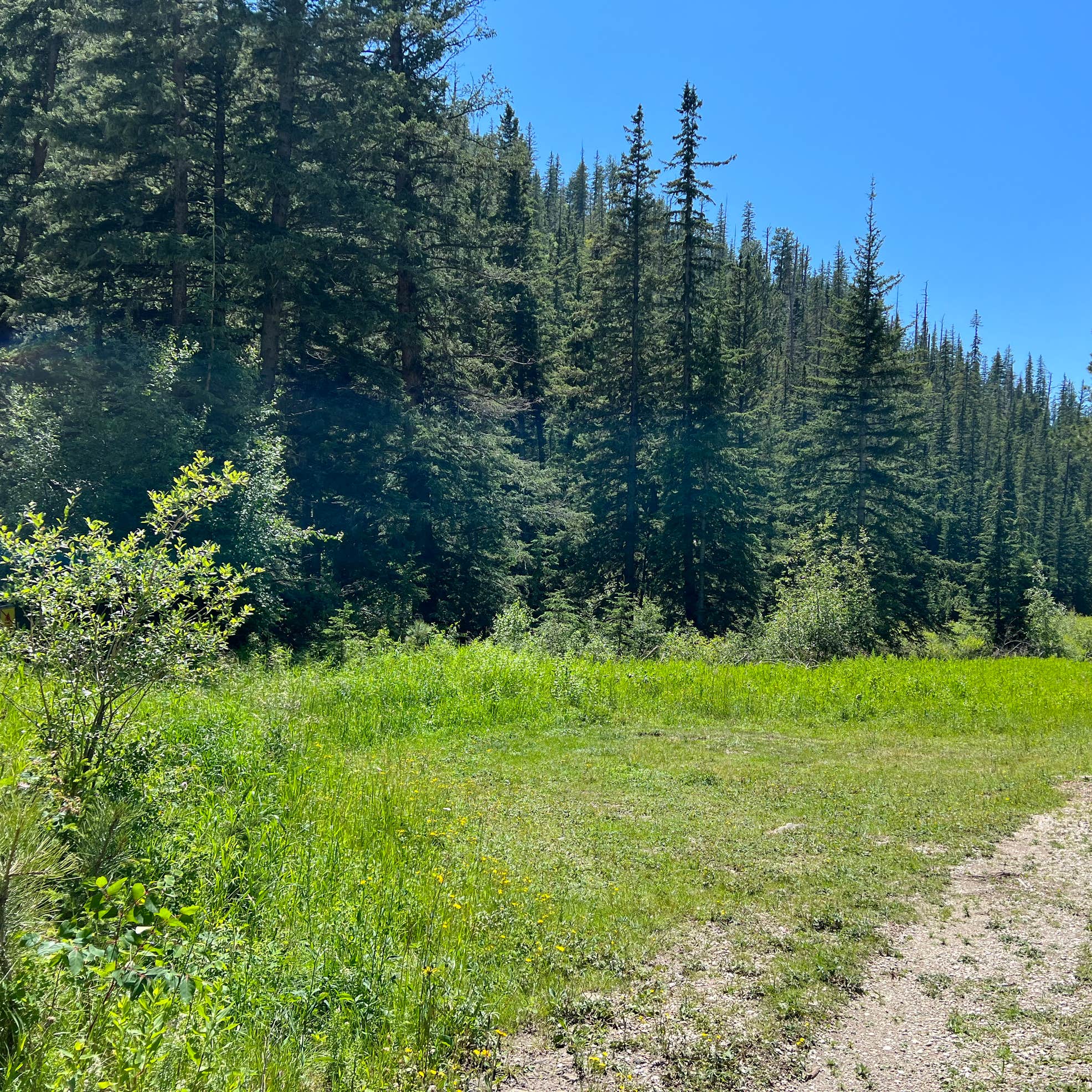 Spring Creek Road Camping | The Dyrt