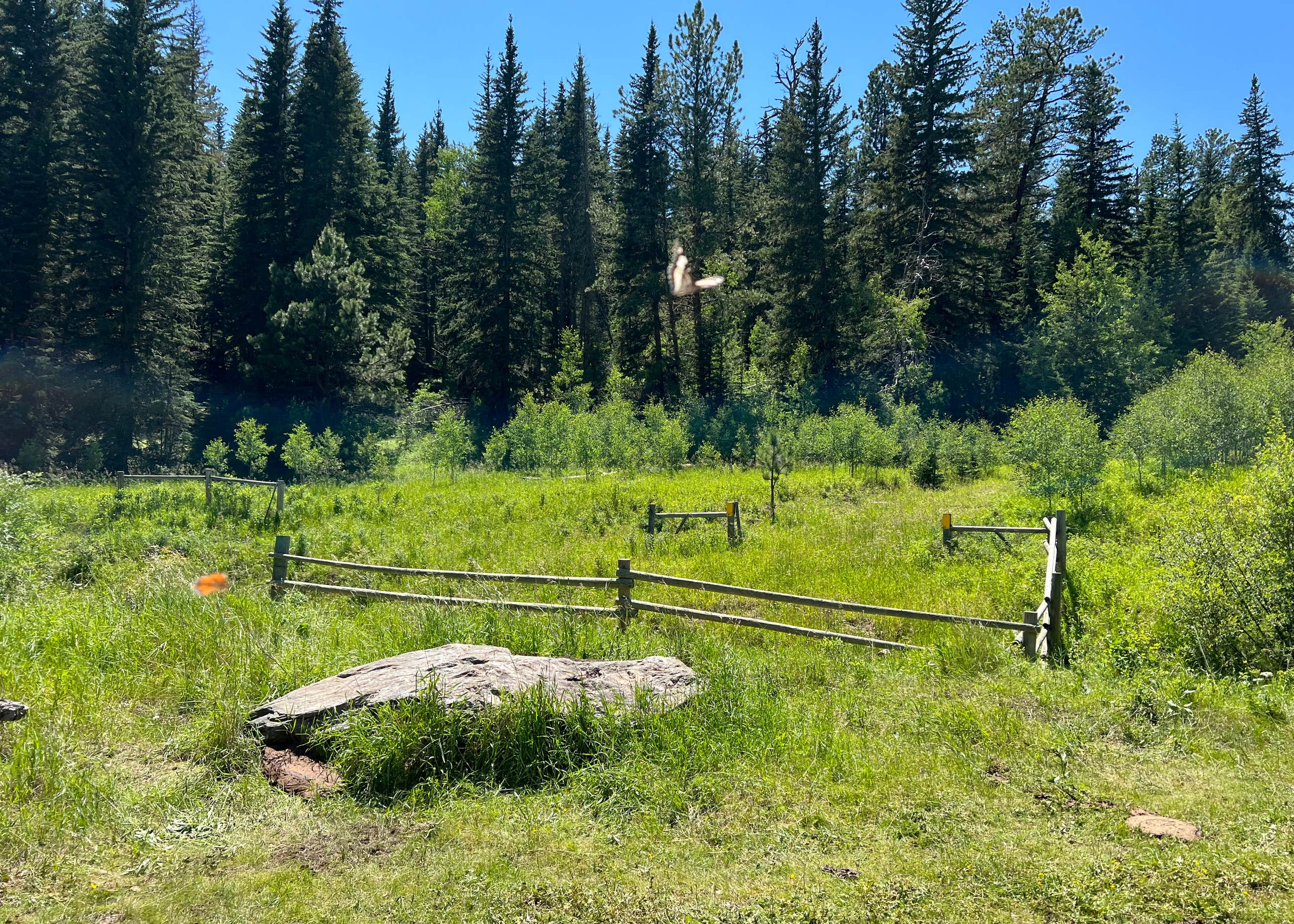 Spring Creek Road Camping | The Dyrt