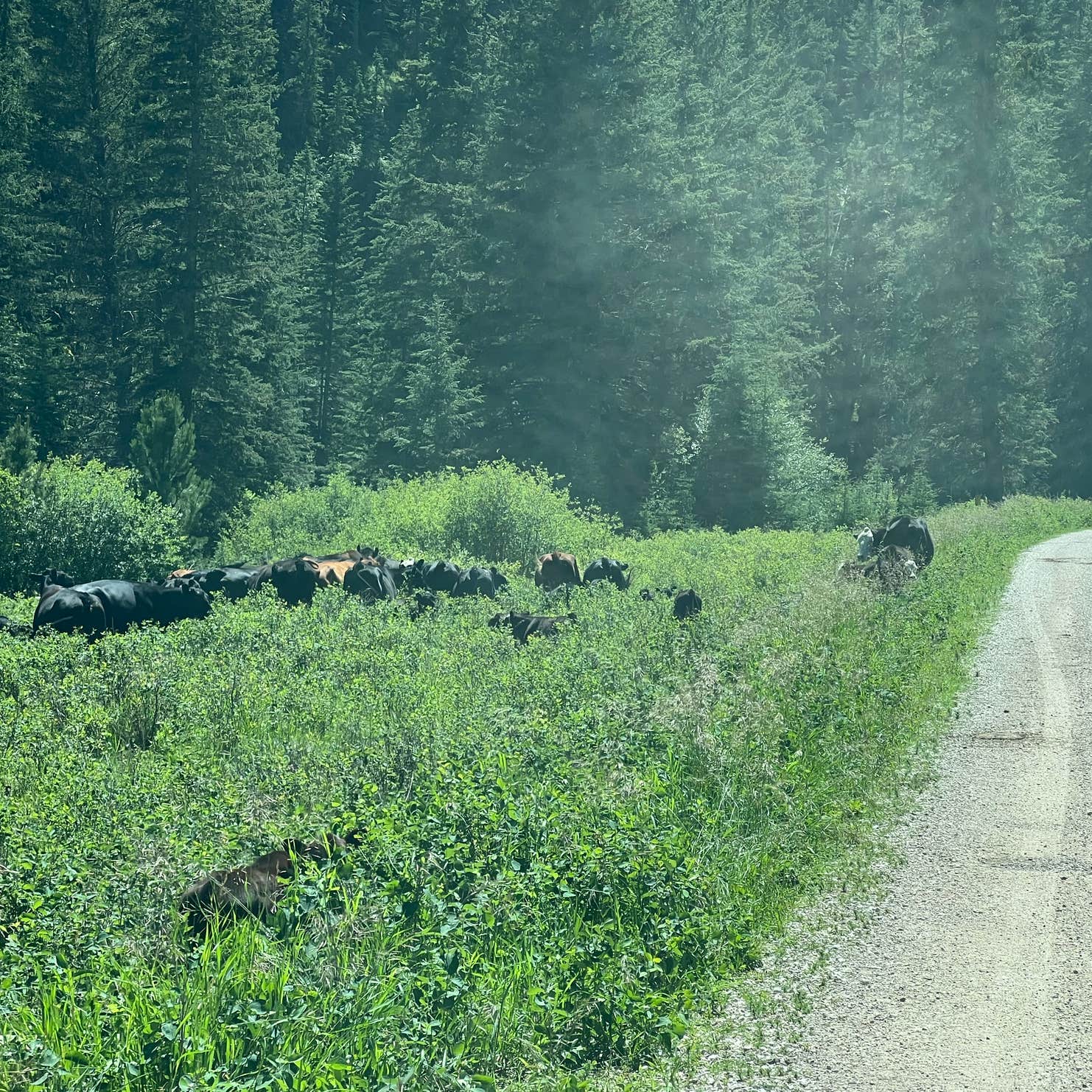 Spring Creek Road Camping | The Dyrt