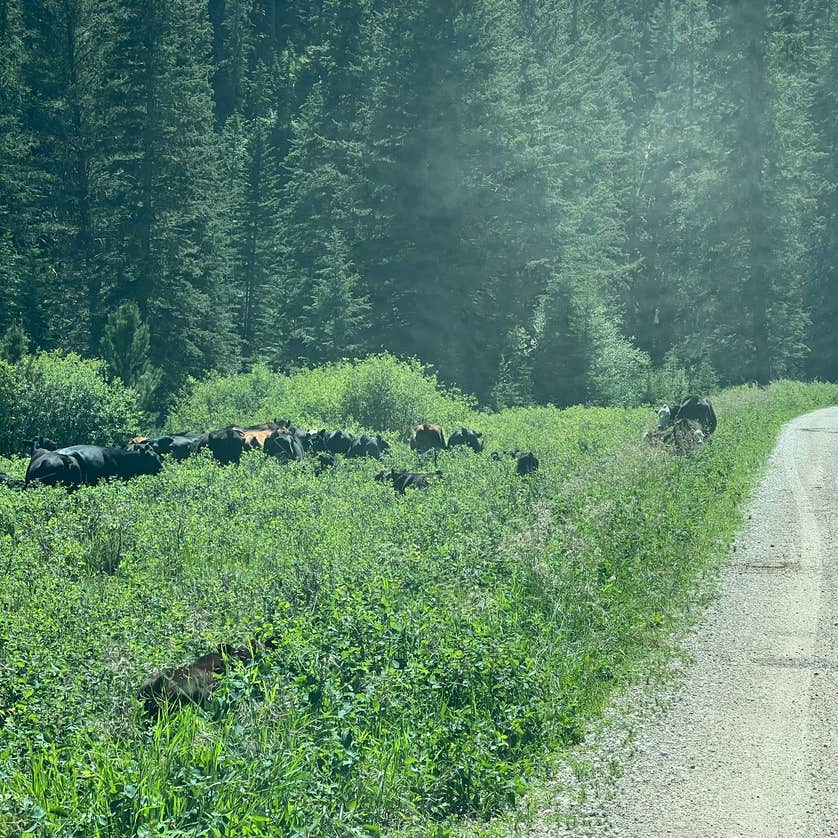 Spring Creek Road Camping | The Dyrt