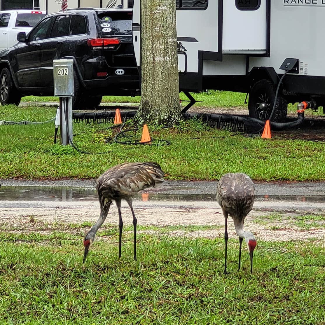 Thousand Trails Three Flags Camping | Wildwood, Florida