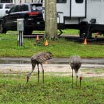 Thousand Trails Three Flags Camping | Wildwood, Florida