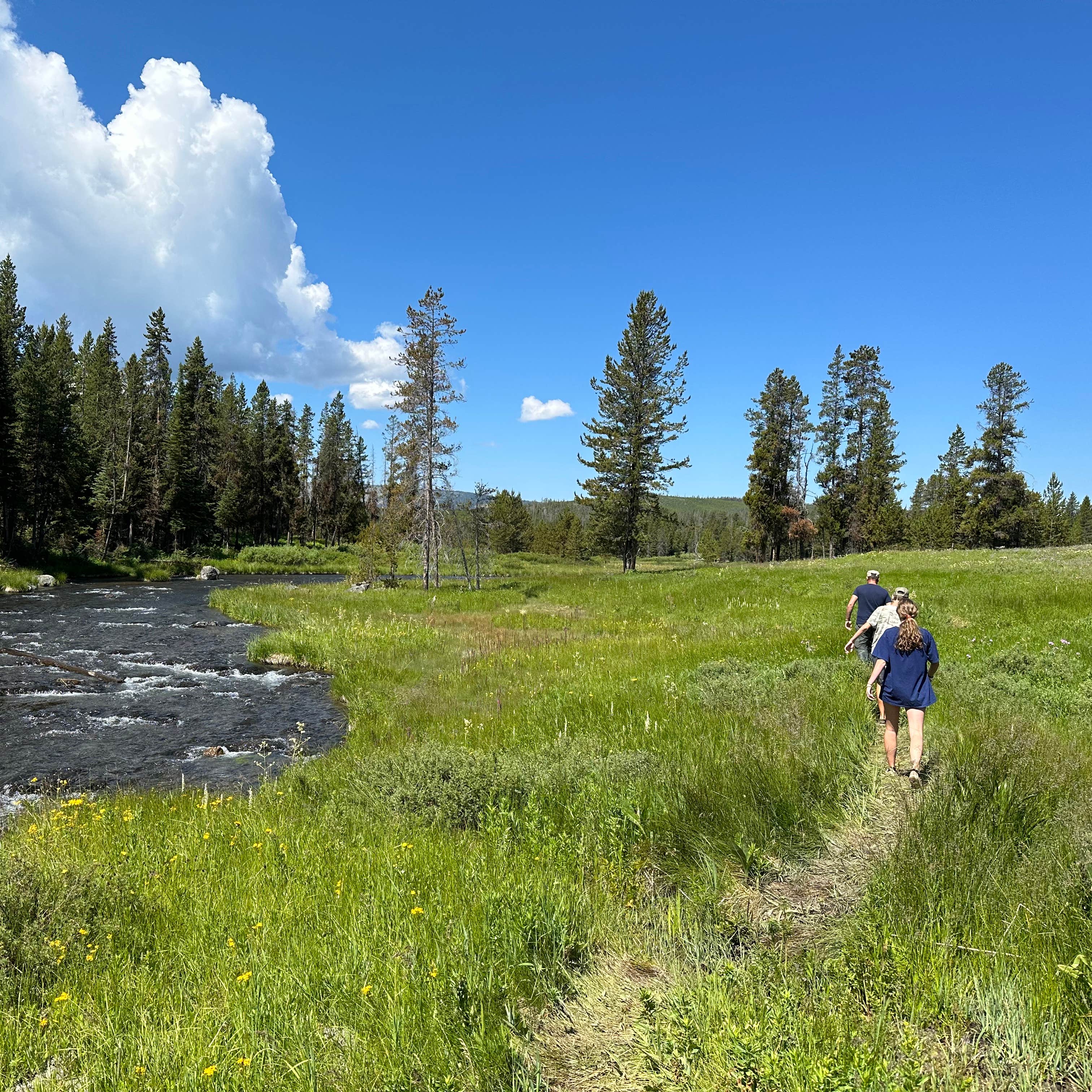 Sheffield Campground | Moran, WY
