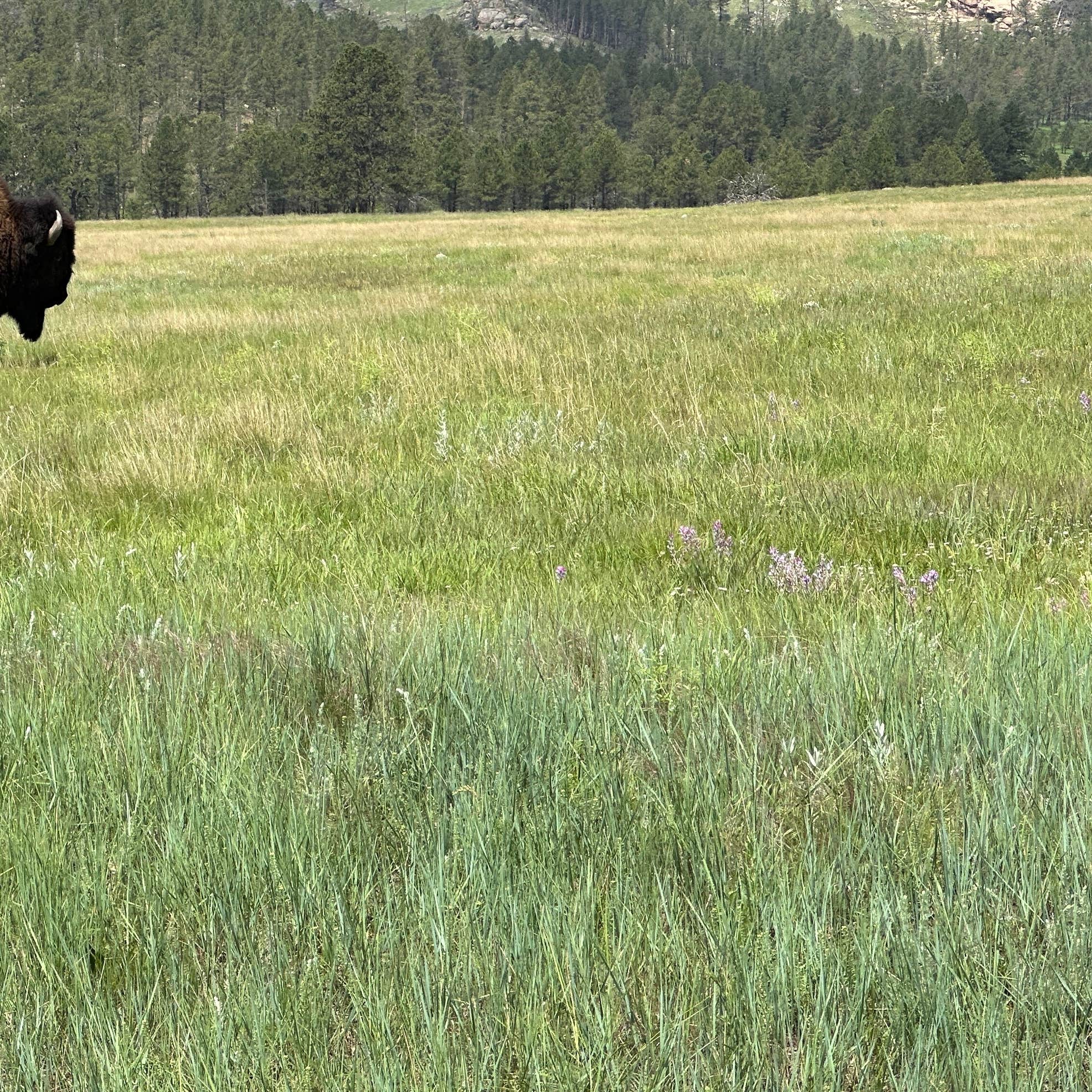 Elkhorn Ridge RV Resort & Cabins | Spearfish, South Dakota