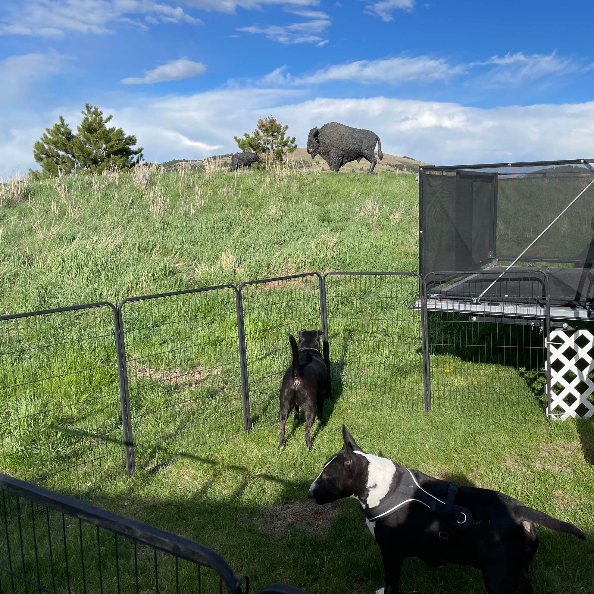 Elkhorn Ridge RV Resort & Cabins | Spearfish, SD