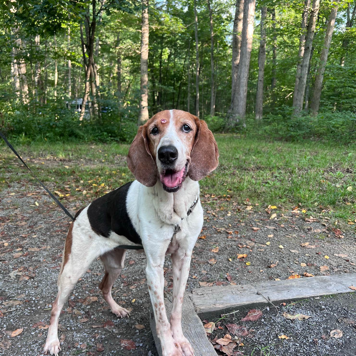 Seneca Shadows Camping | Seneca Rocks, West Virginia