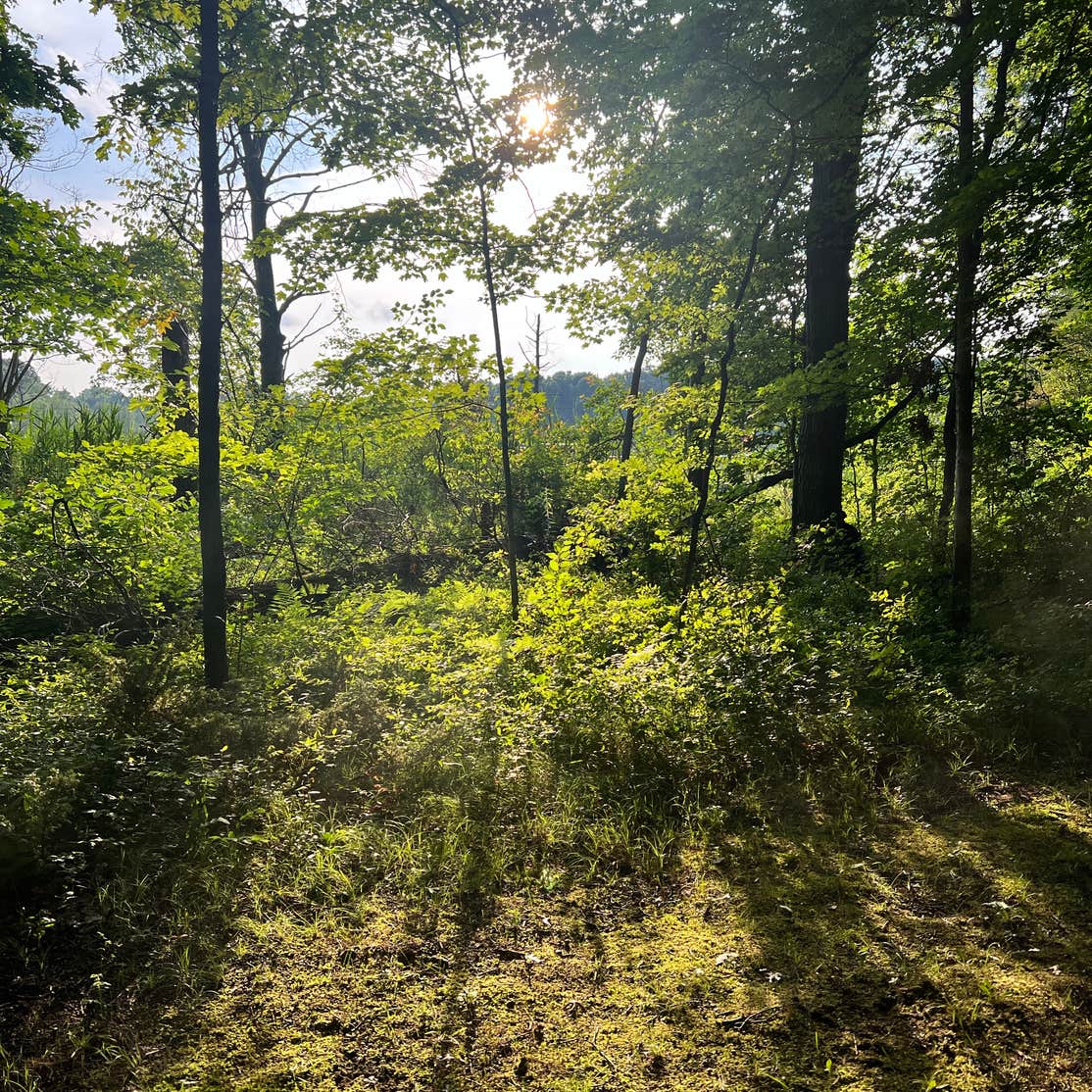 Brighton Recreation Area Camping | The Dyrt