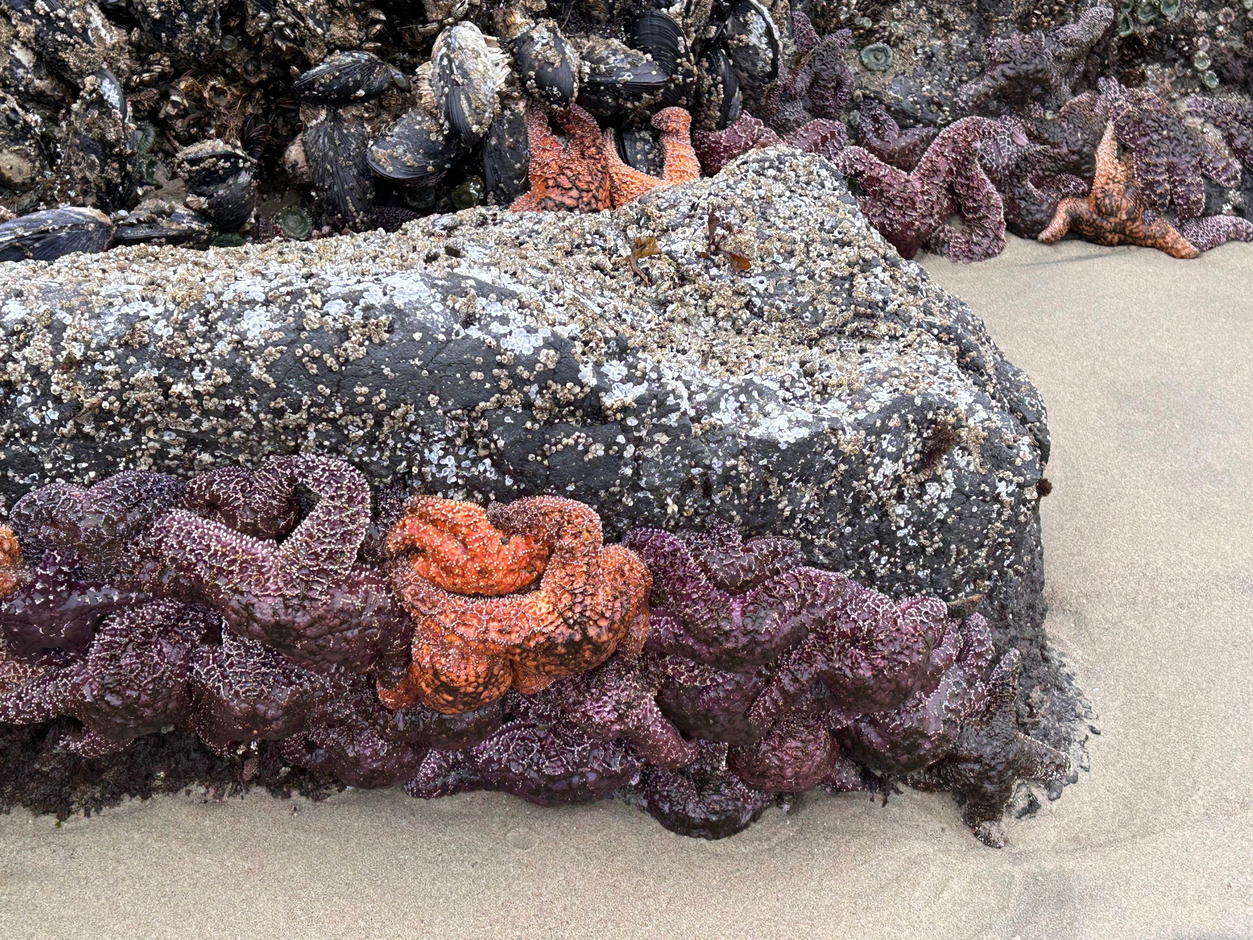 Sea Perch RV Resort | Yachats, Oregon