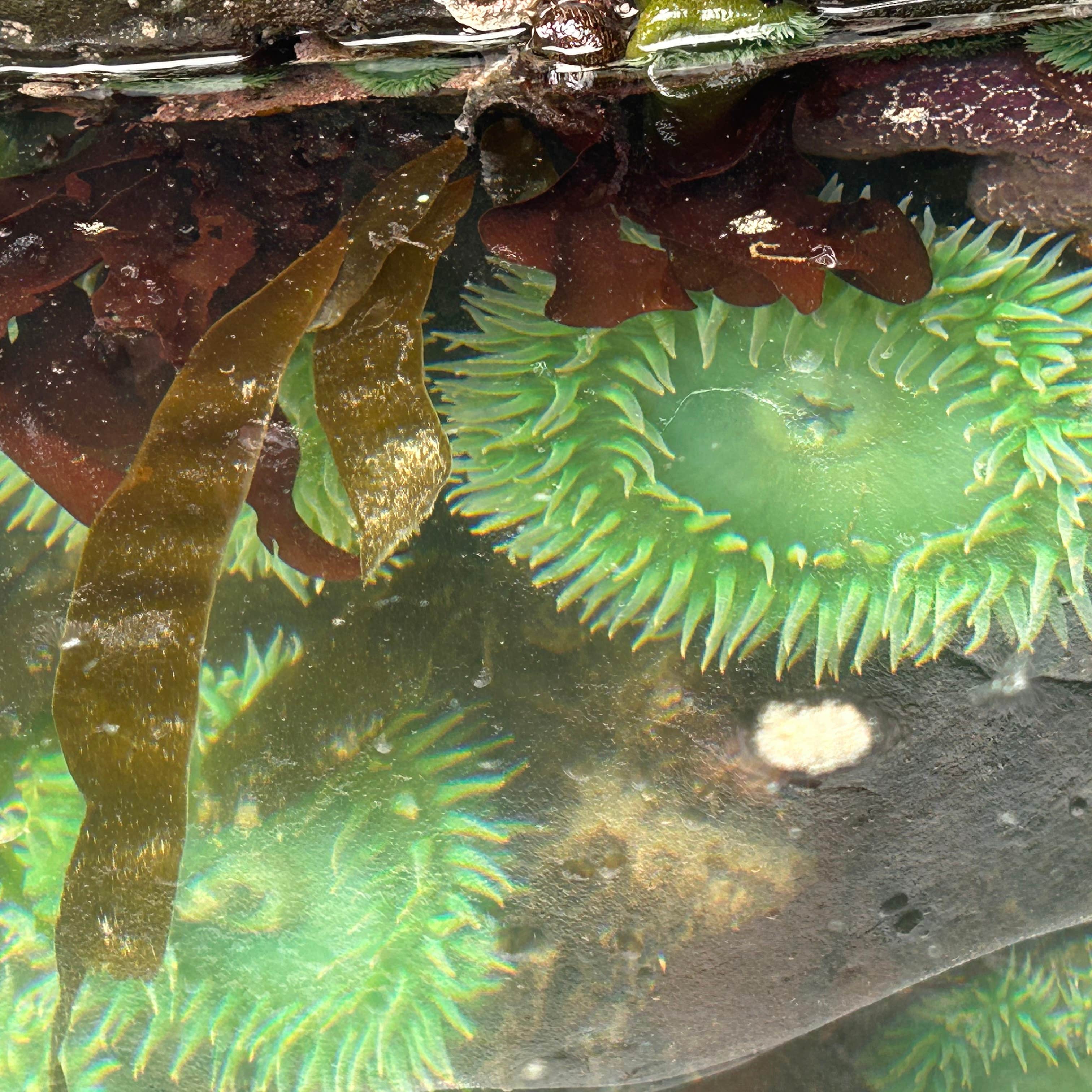 Sea Perch RV Resort | Yachats, Oregon