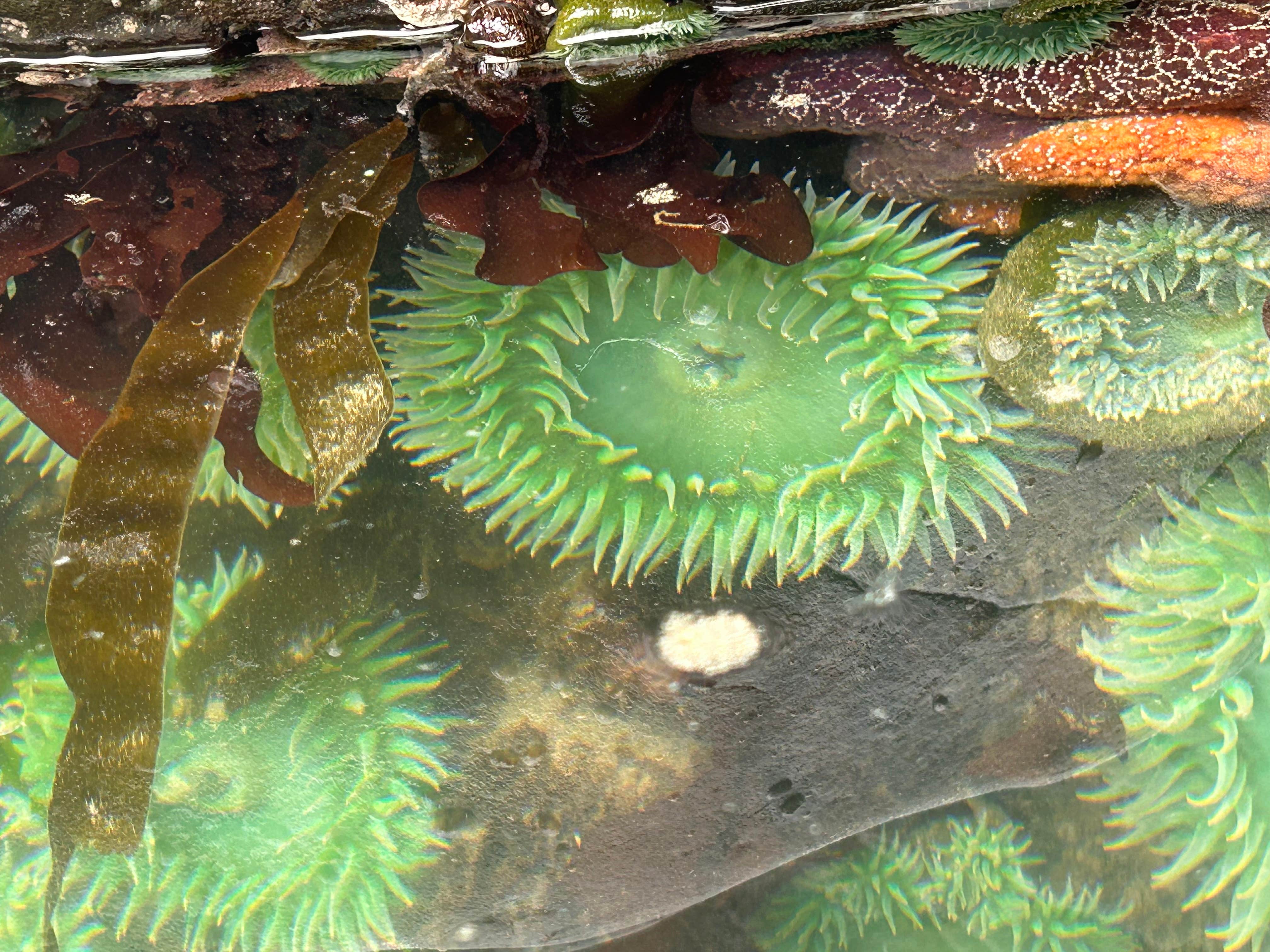 Sea Perch RV Resort | Yachats, Oregon