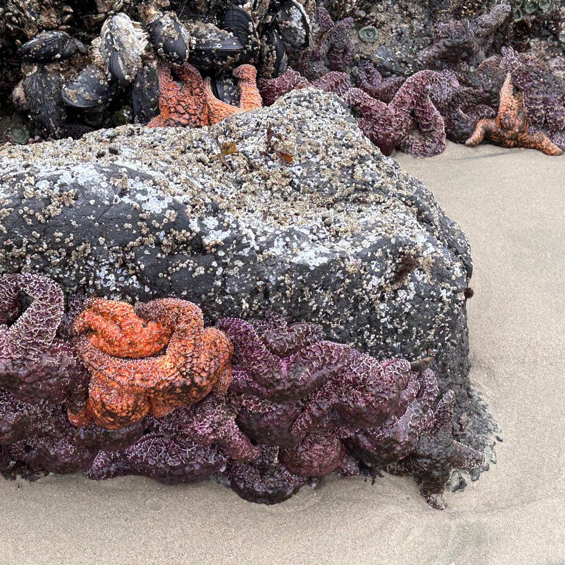 Sea Perch RV Resort | Yachats, Oregon