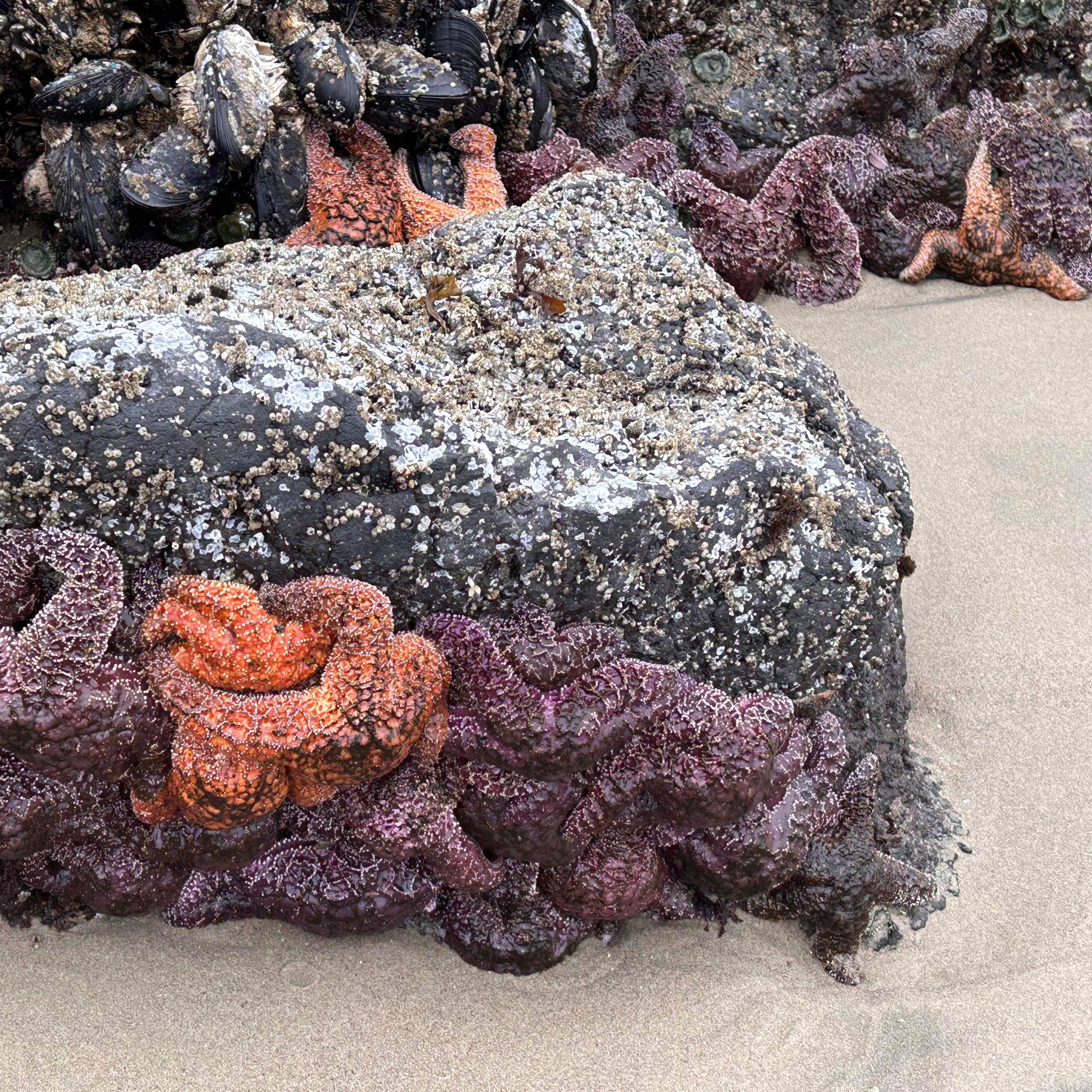 Sea Perch RV Resort | Yachats, Oregon