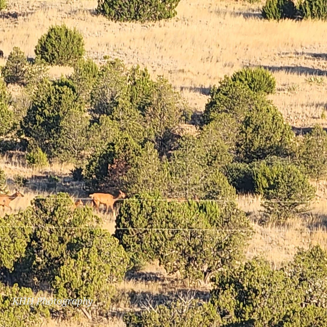 Joe Skeen Campground - El Malpais NCA | Grants, NM