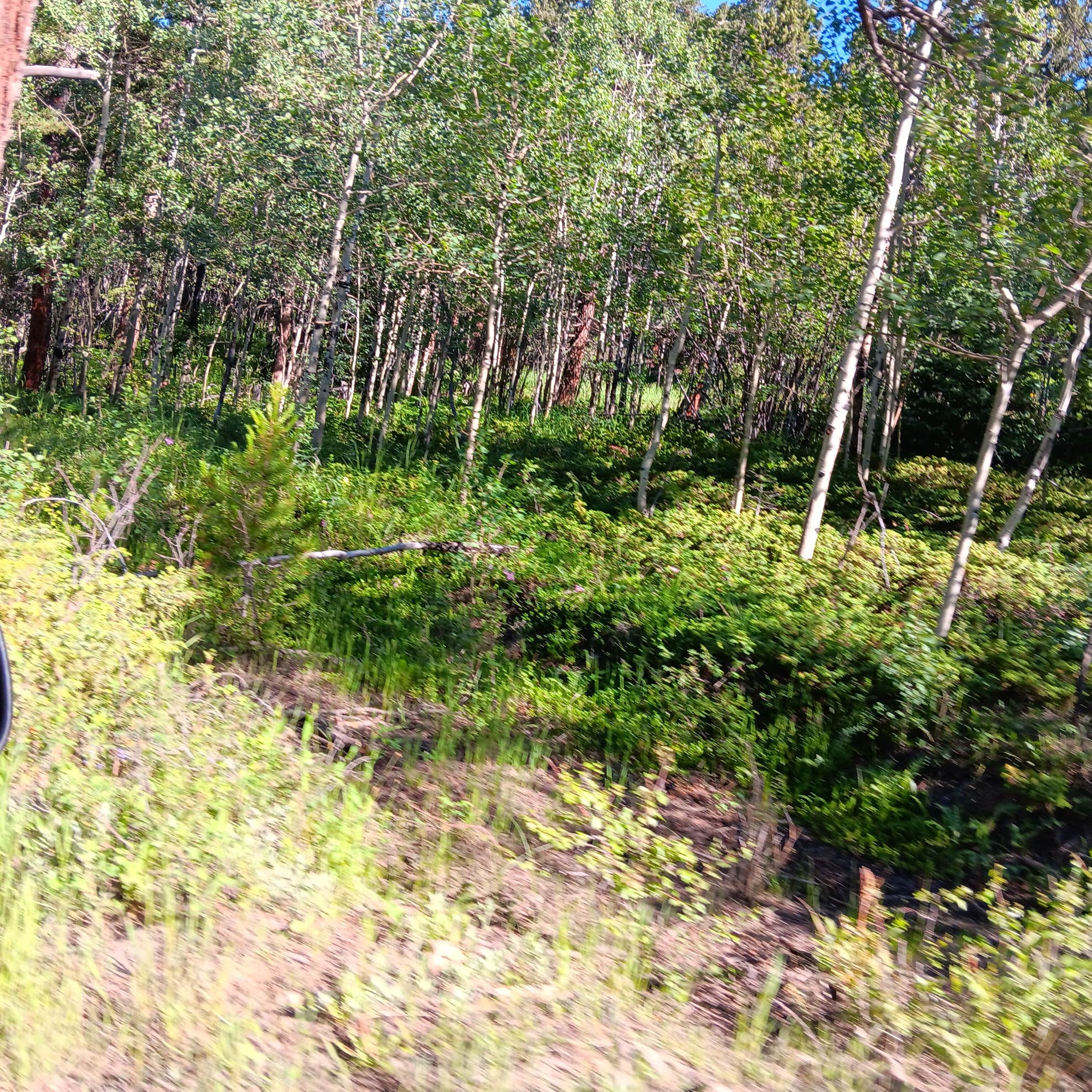 Gordon Gulch Dispersed Area Camping | Nederland, CO