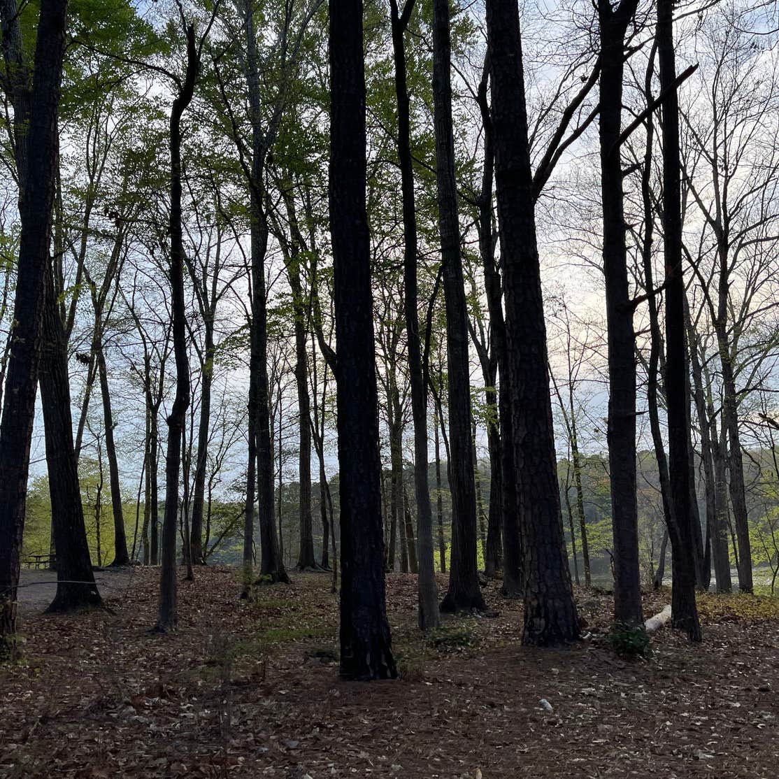 Shinleaf Campground Camping | The Dyrt