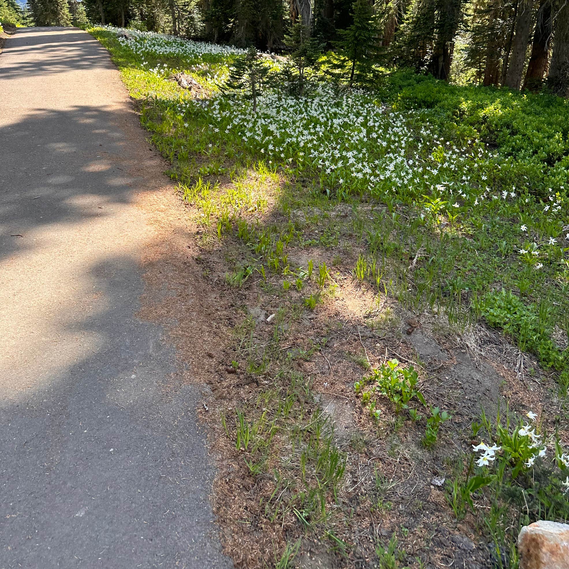Silver Springs Campground | Greenwater, Washington