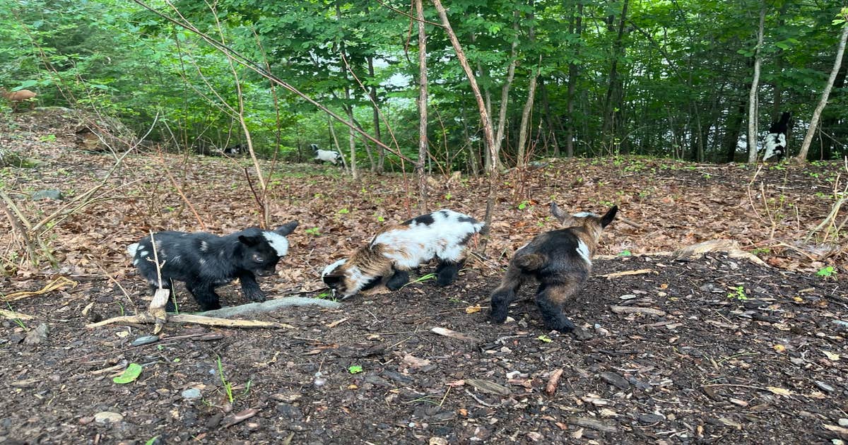 Rainbow Koala Farm Camping | Bath, ME
