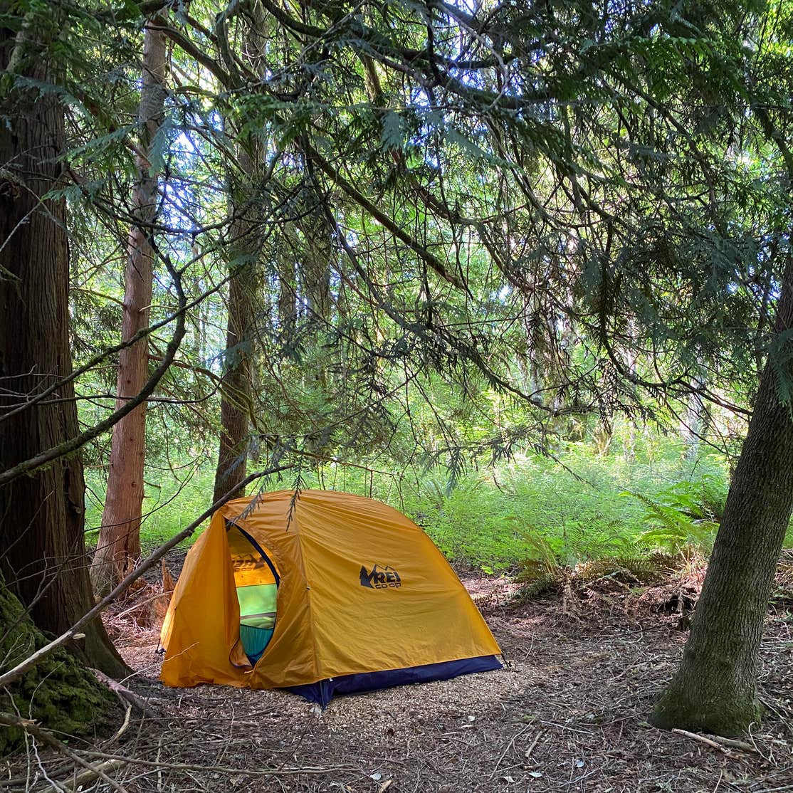Marmot House Old Growth Forest Camping | The Dyrt