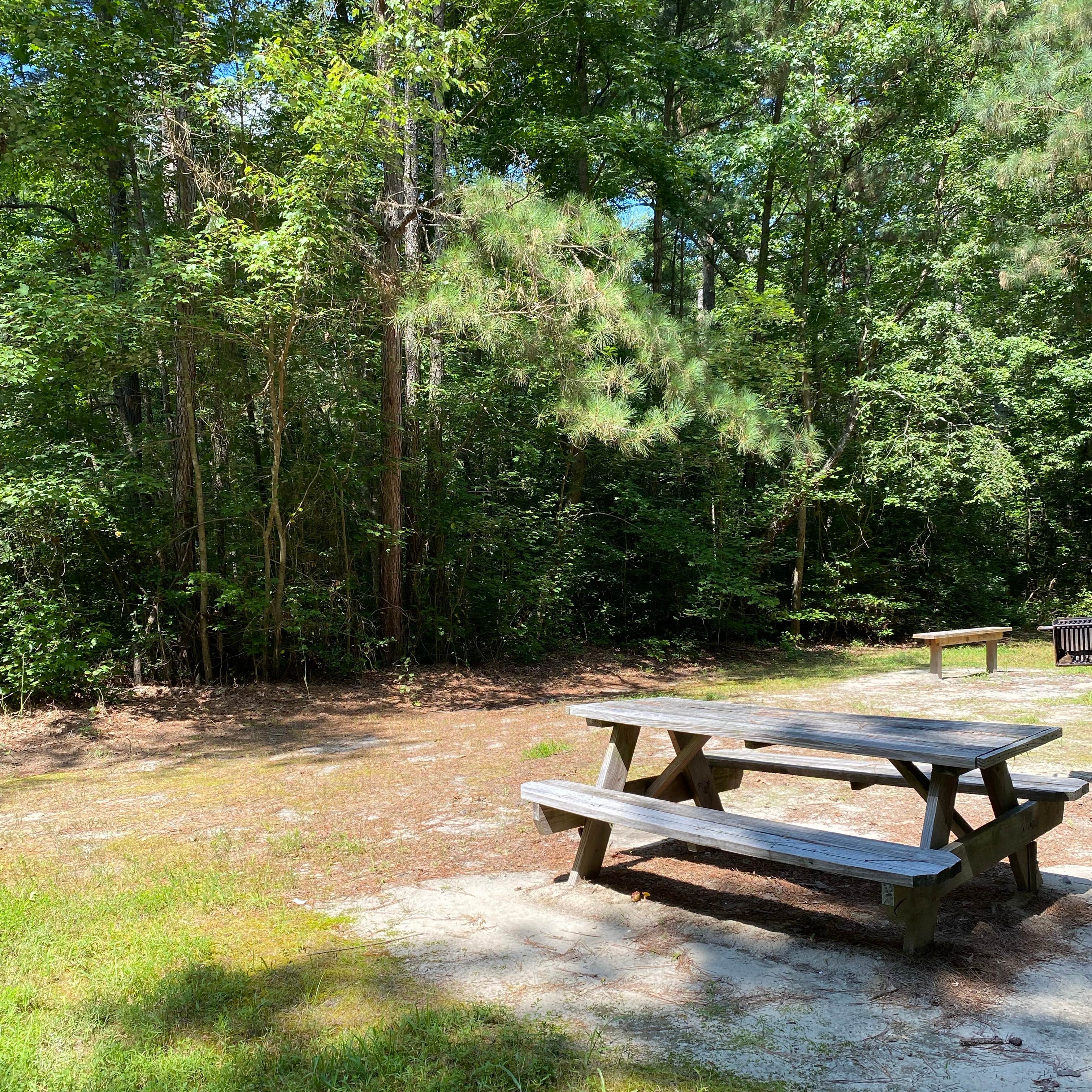 Redden State Forest Campground | Georgetown, DE
