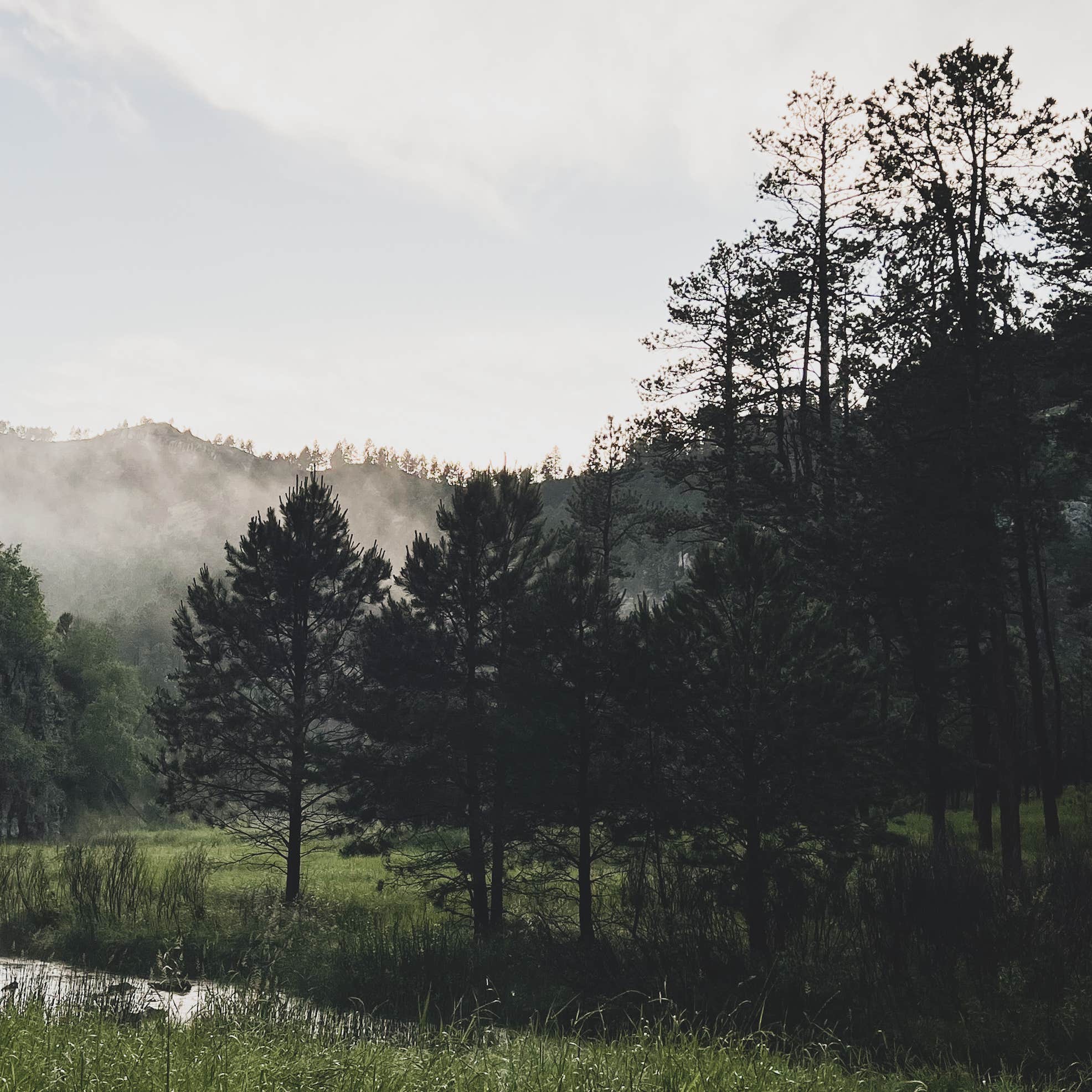 Blue Bell Campground — Custer State Park | Custer, South Dakota