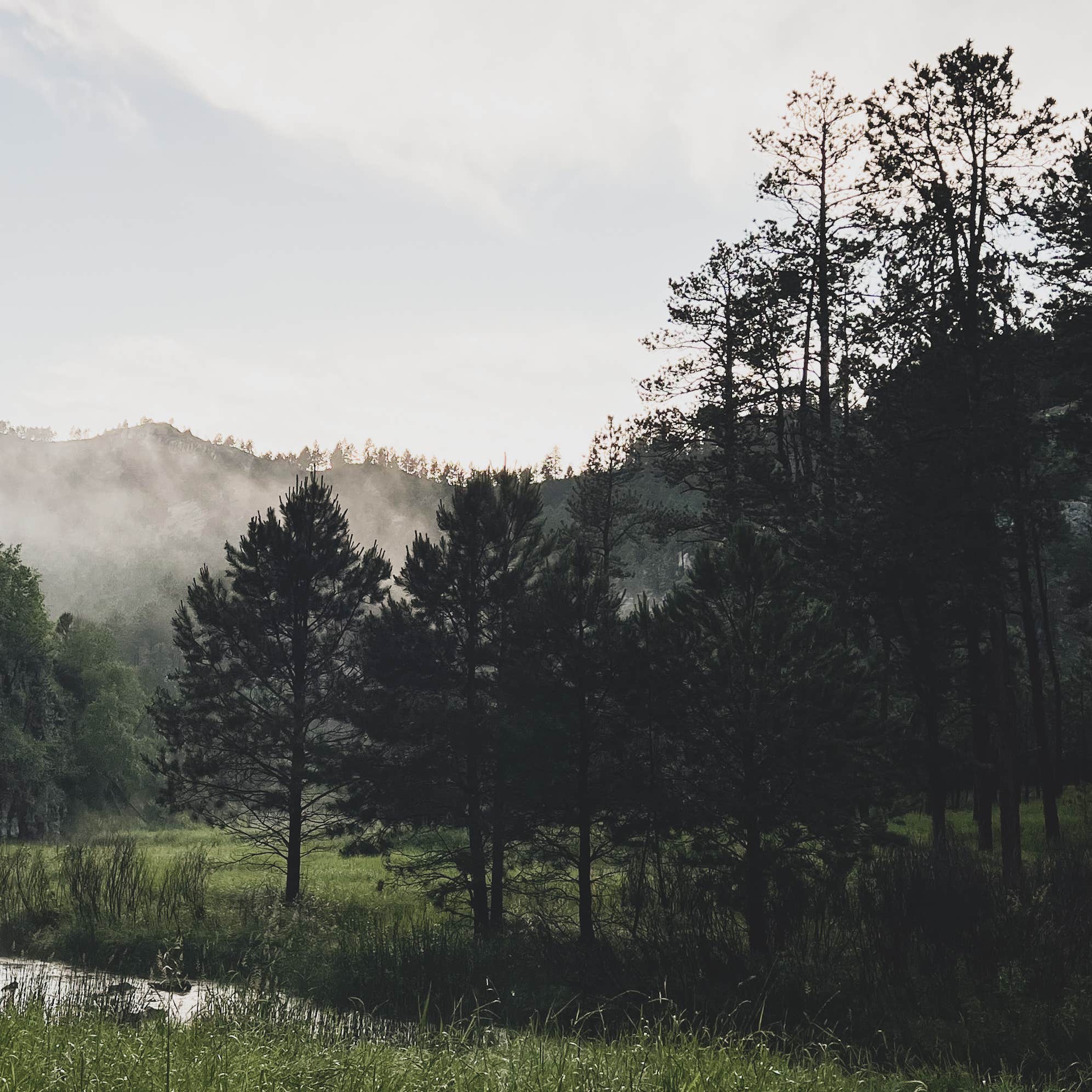 Blue Bell Campground — Custer State Park | Custer, South Dakota