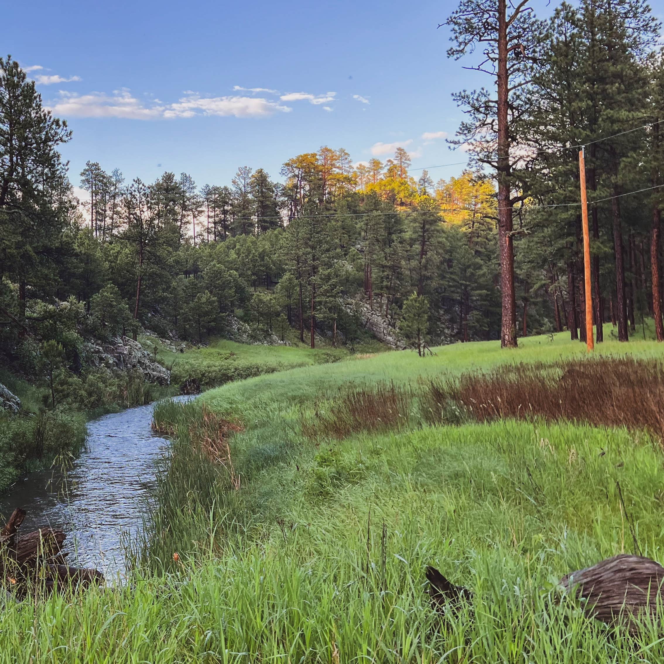 Blue Bell Campground — Custer State Park | Custer, SD