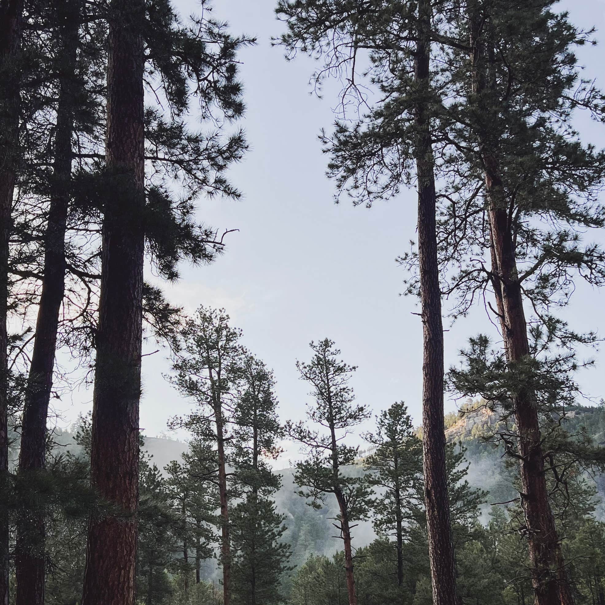 Blue Bell Campground — Custer State Park | Custer, South Dakota
