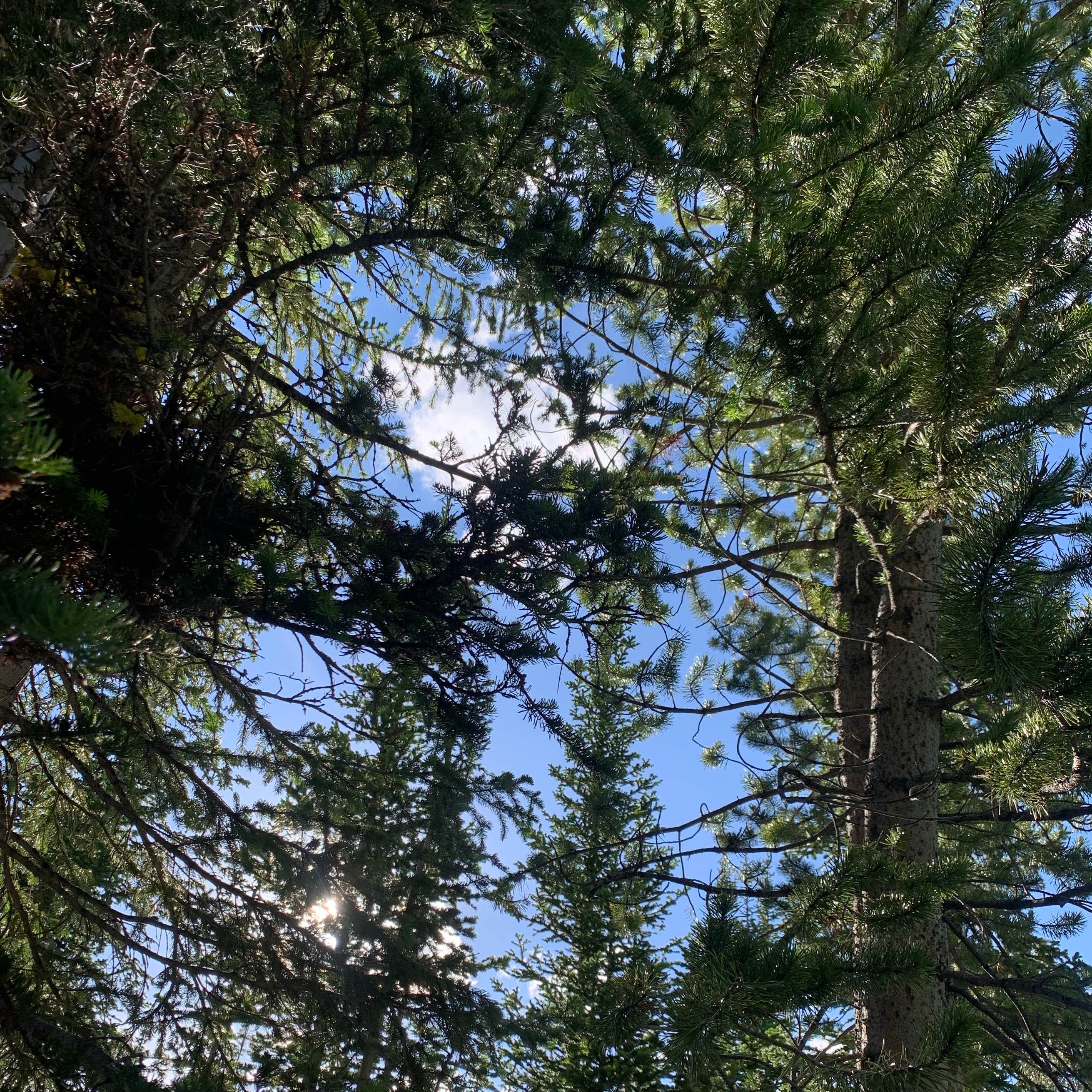 Uinta-Wasatch-Cache National Forest Dispersed Camping | Kamas, Utah