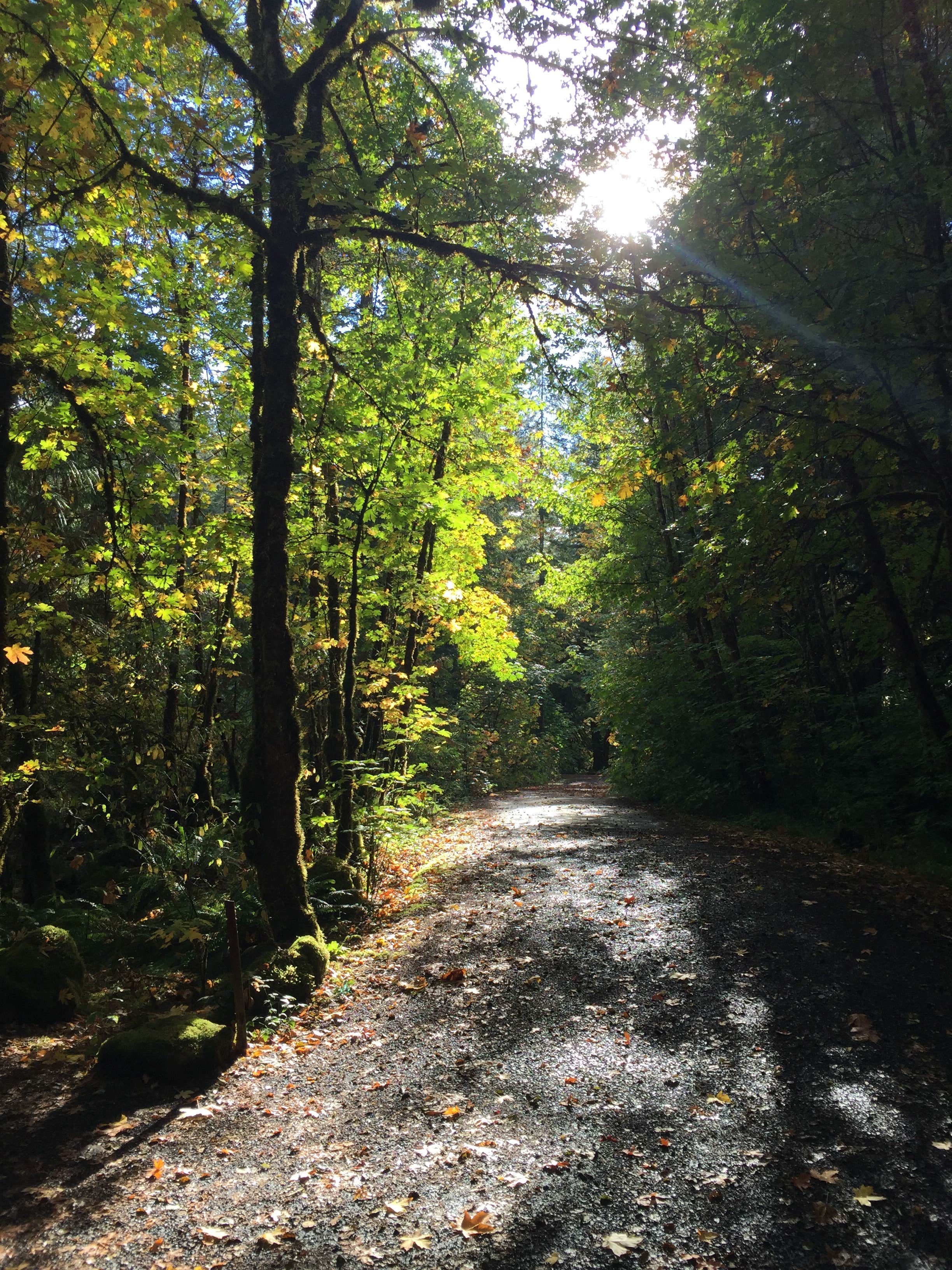 Ripplebrook | The Dyrt